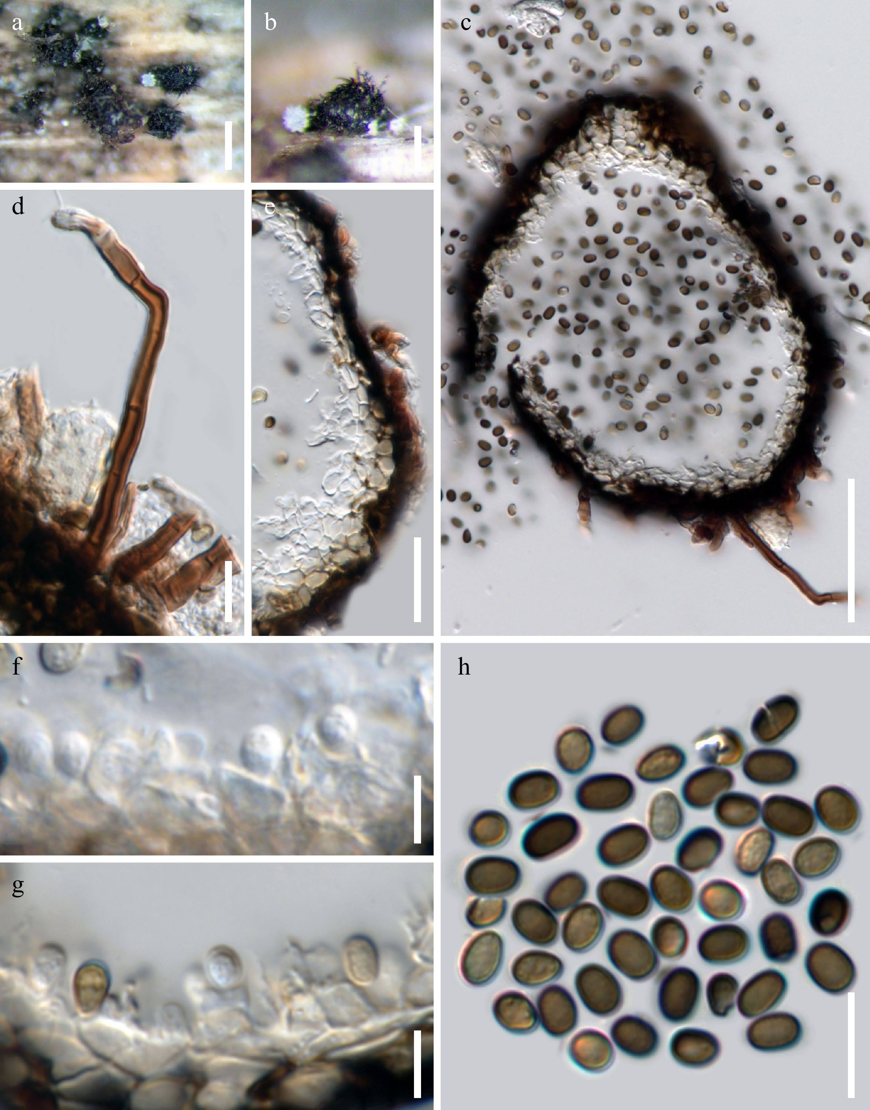 a novel coniothyrium-like genus in Coniothyriaceae ( Pleosporales ...