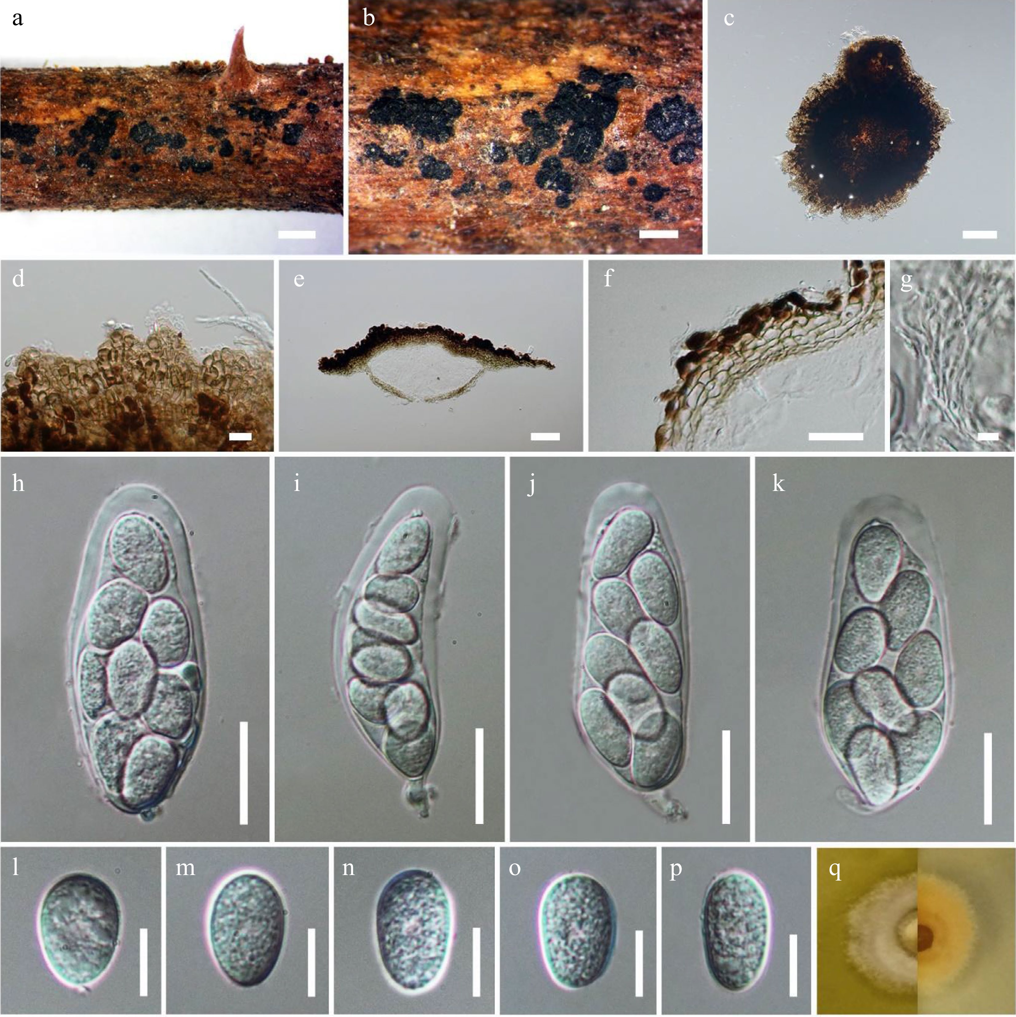 Neotypification of Muyocopron dipterocarpi , a new host record on ...