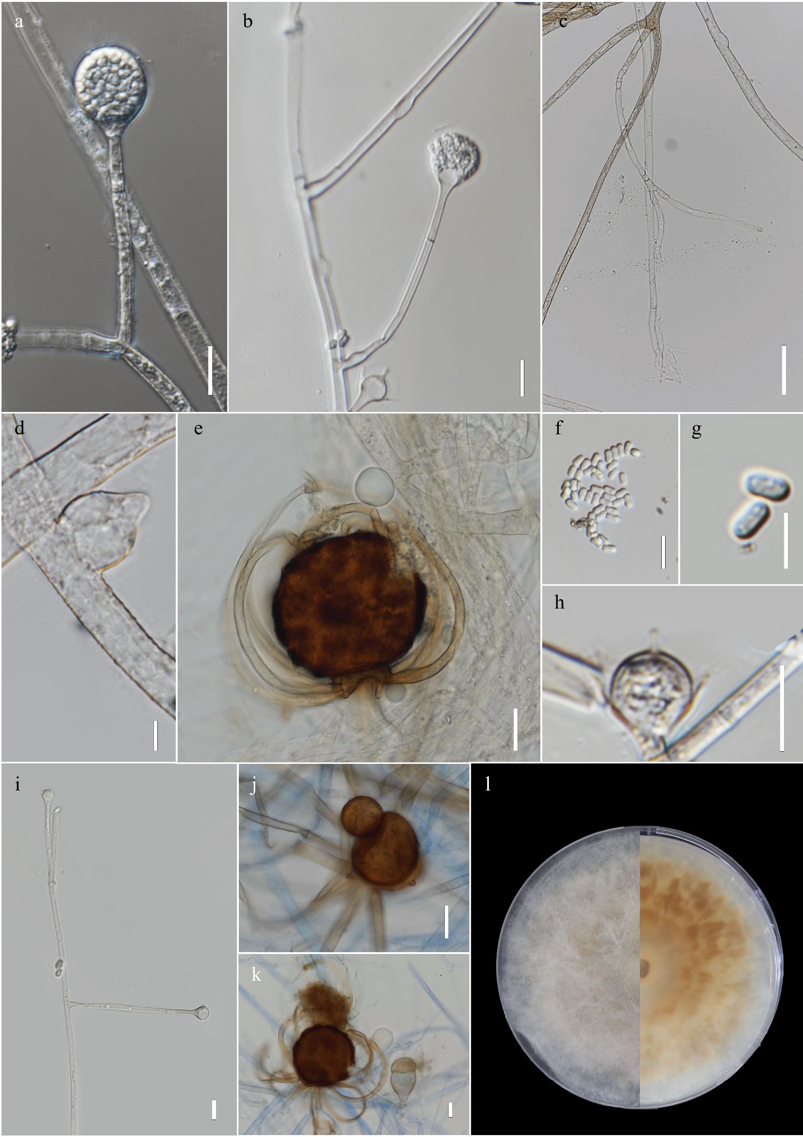Absidia zygospora (Mucoromycetes), a new species from Nan Province ...