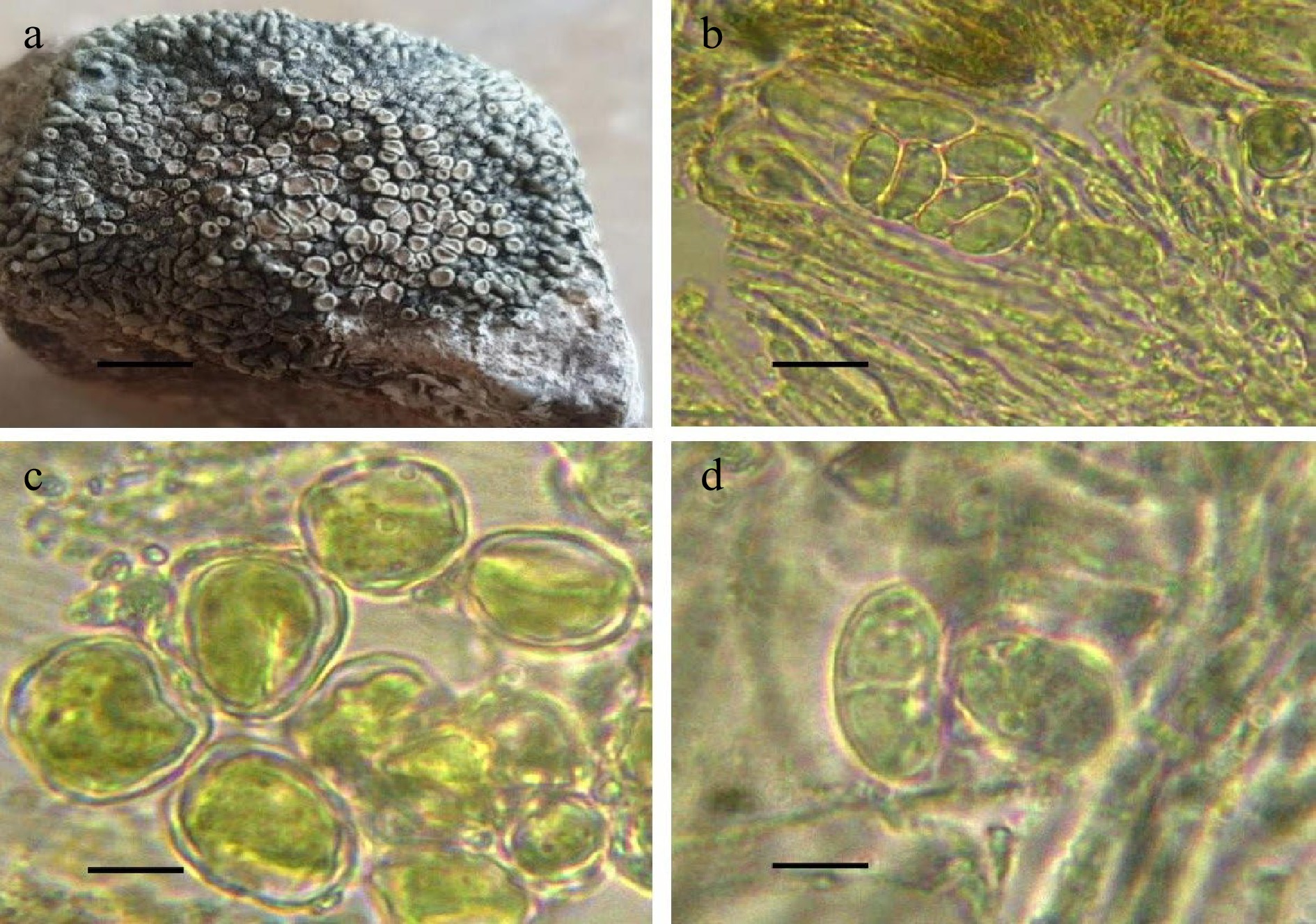 Molecular identification and phylogenetic analysis of a lichen ...