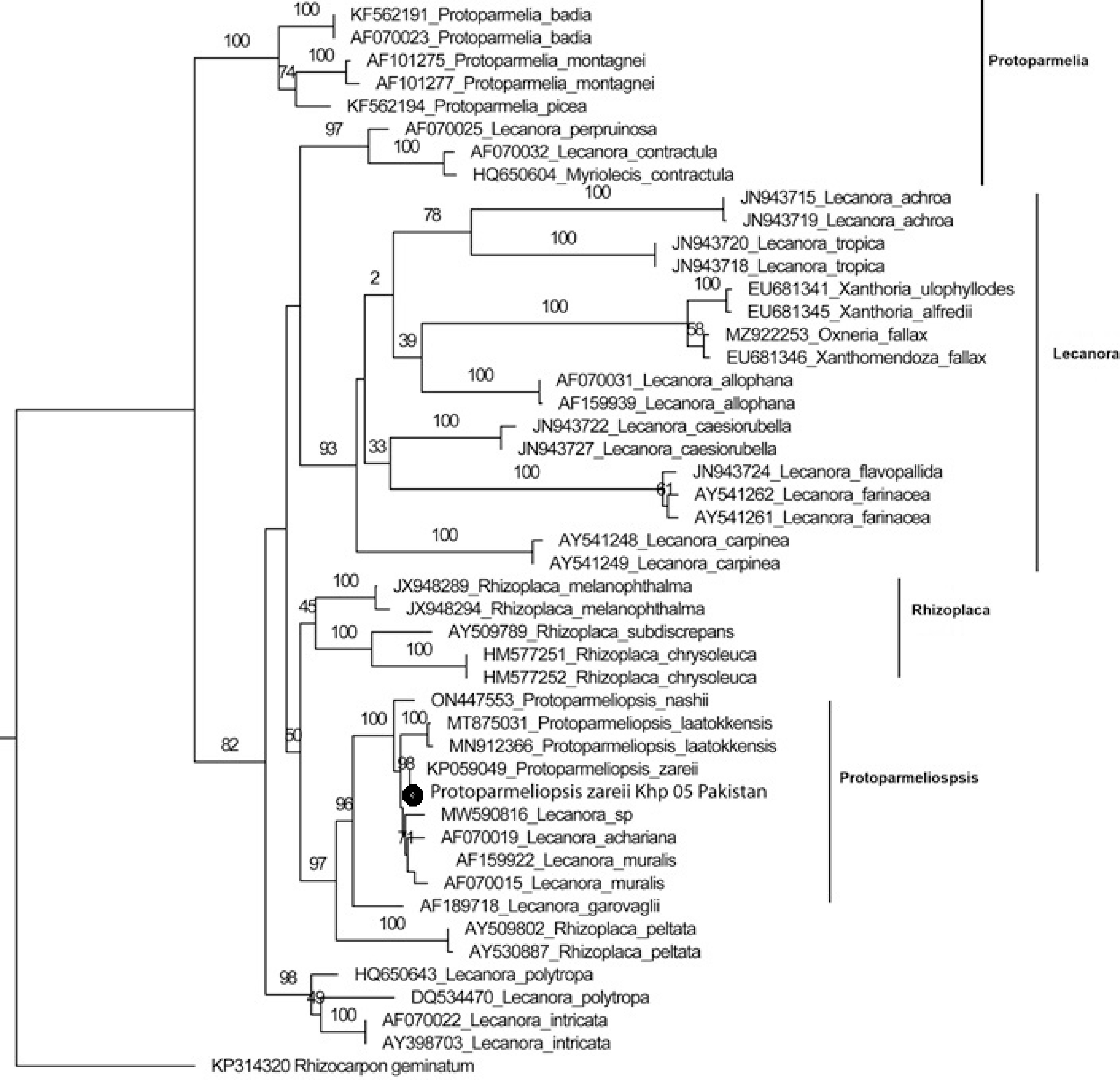 Molecular identification and phylogenetic analysis of a lichen ...