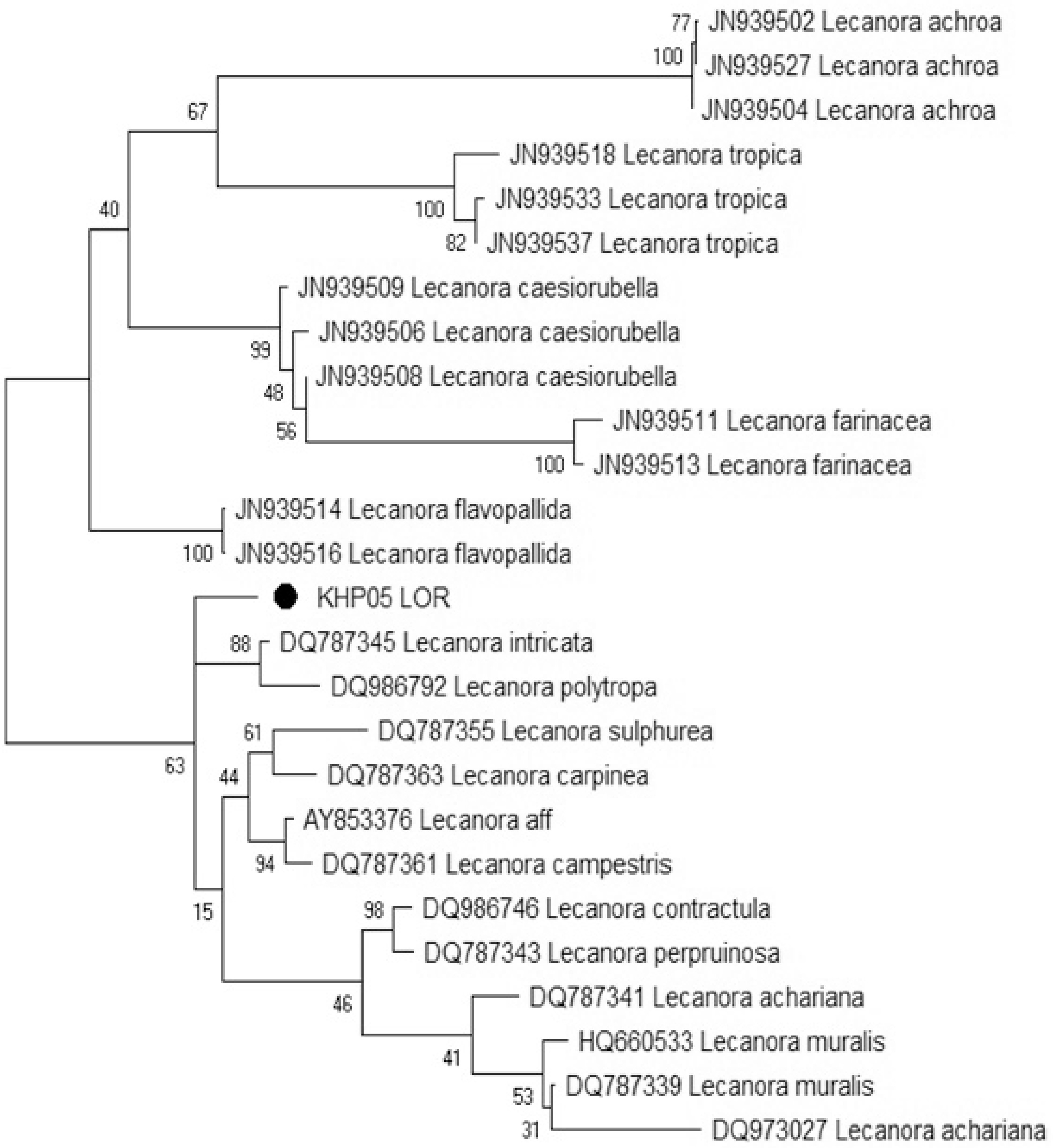 Molecular identification and phylogenetic analysis of a lichen ...