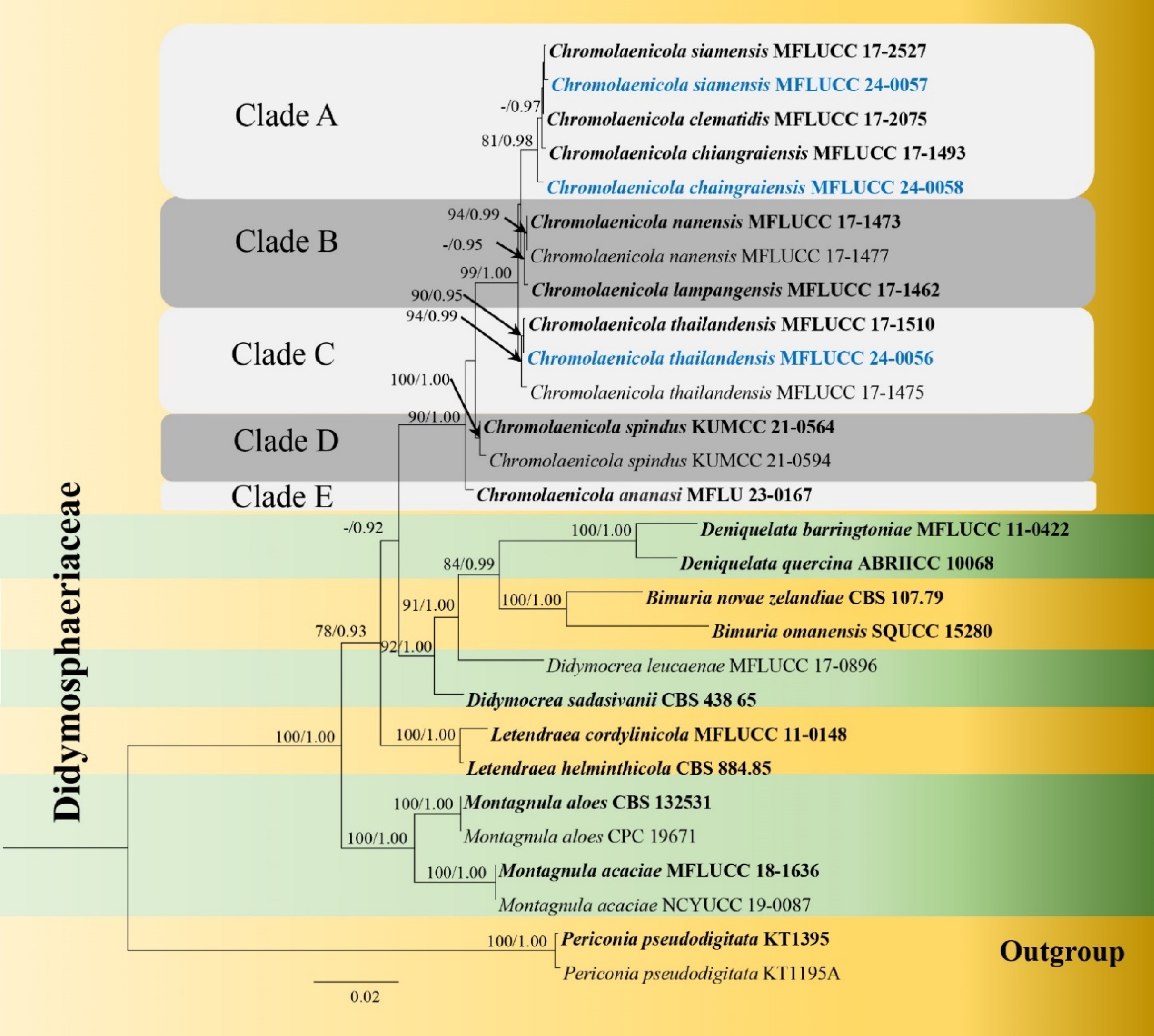 Molecular taxonomy reveals new records of Chromolaenicola ...