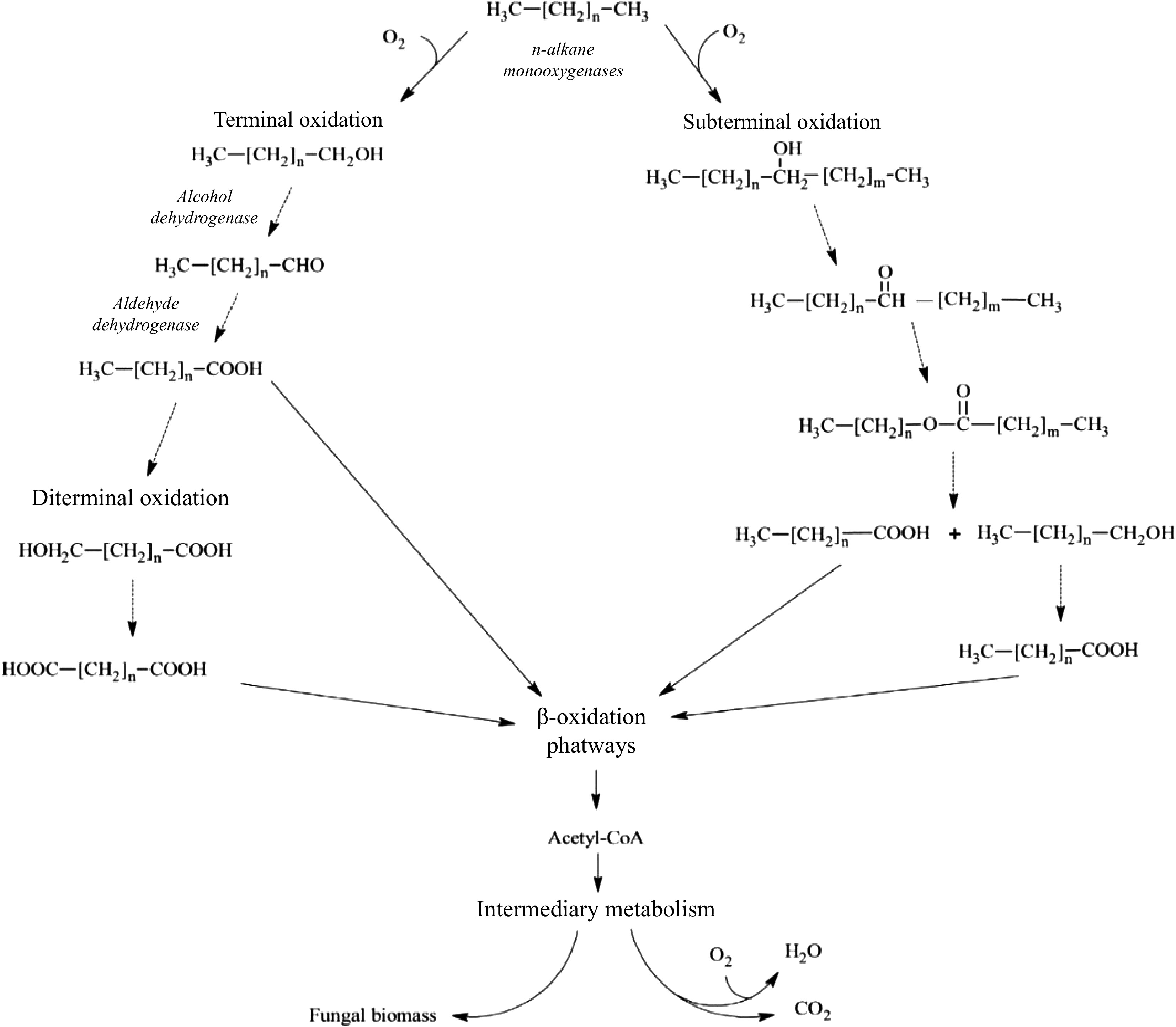 Elucidation of the biodegradation mechanisms of fungi in efficient ...