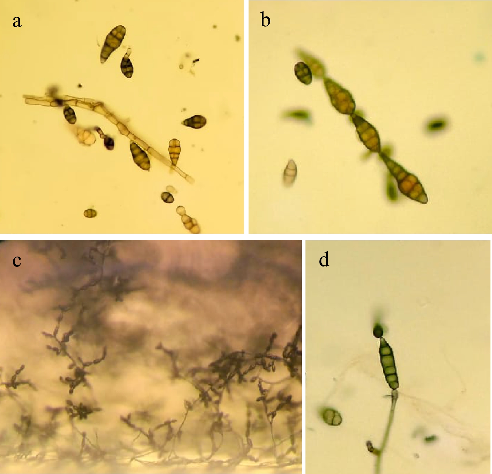 Alternaria alternata the most common pathogen on date palm