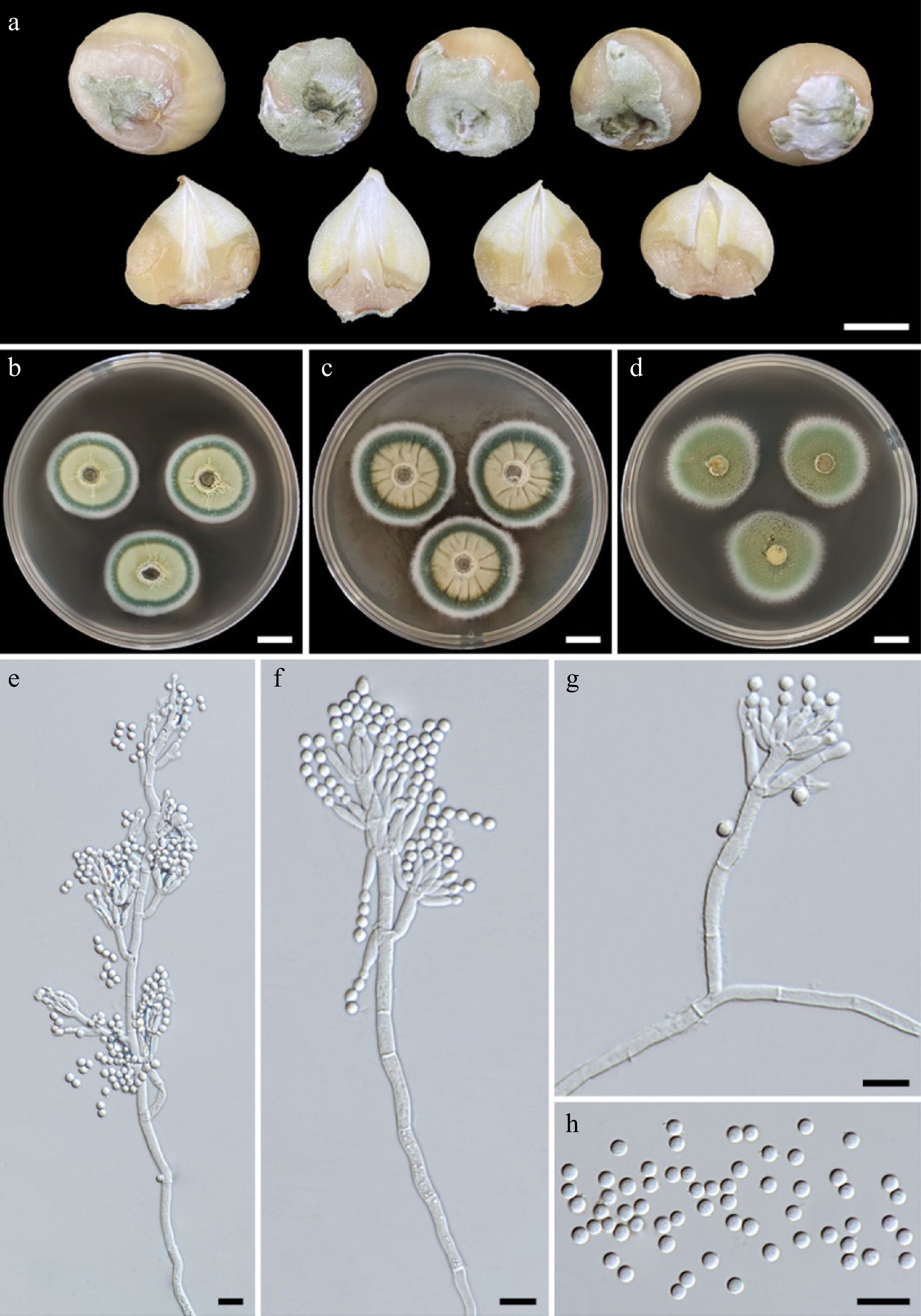 Identification and fungicide sensitivity of the blue mold pathogen in ...