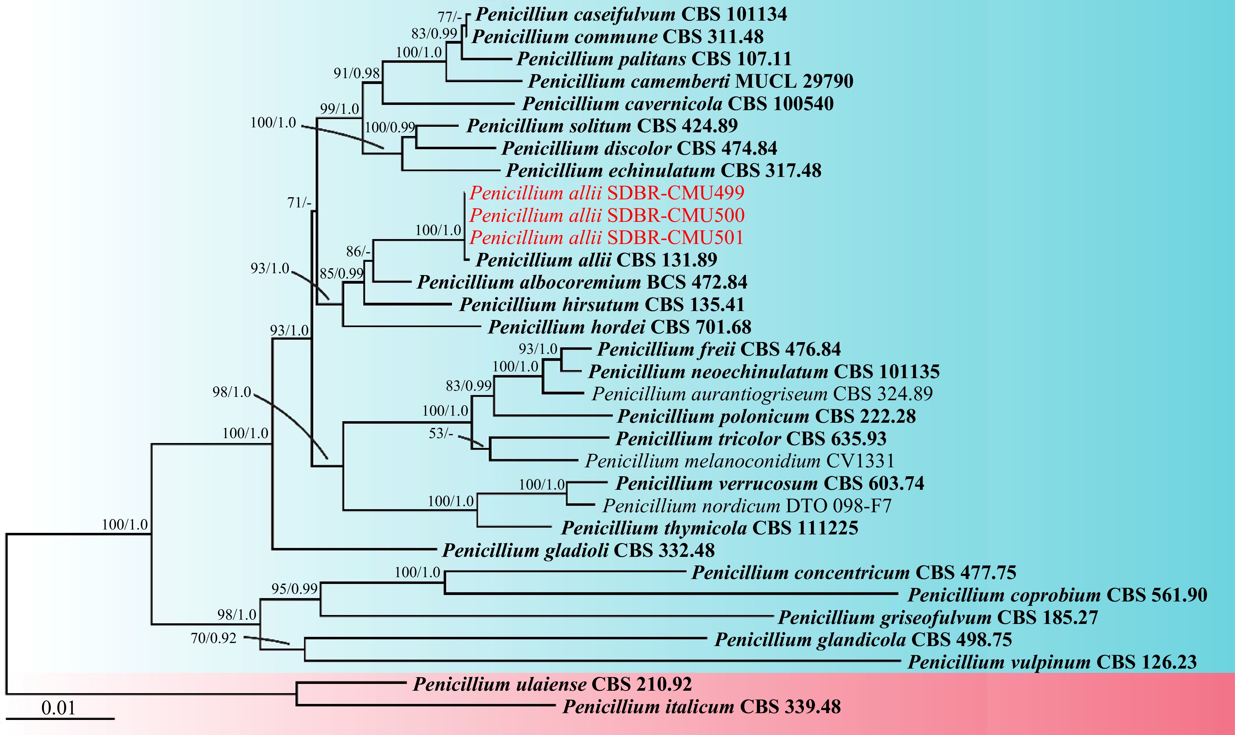 Identification and fungicide sensitivity of the blue mold pathogen in ...