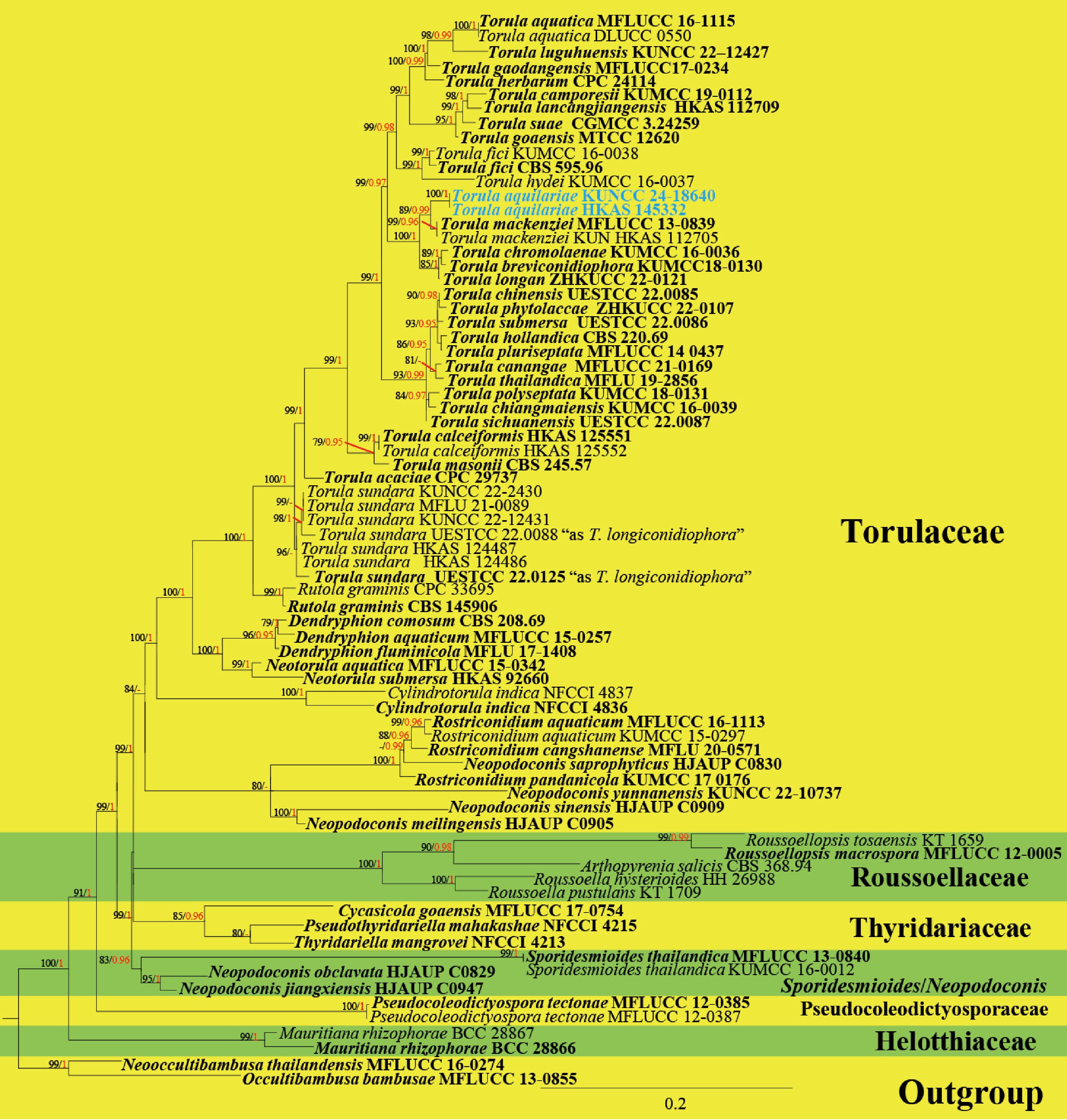 Torula aquilariae sp. nov. (Torulaceae, Pleosporales), a new species ...