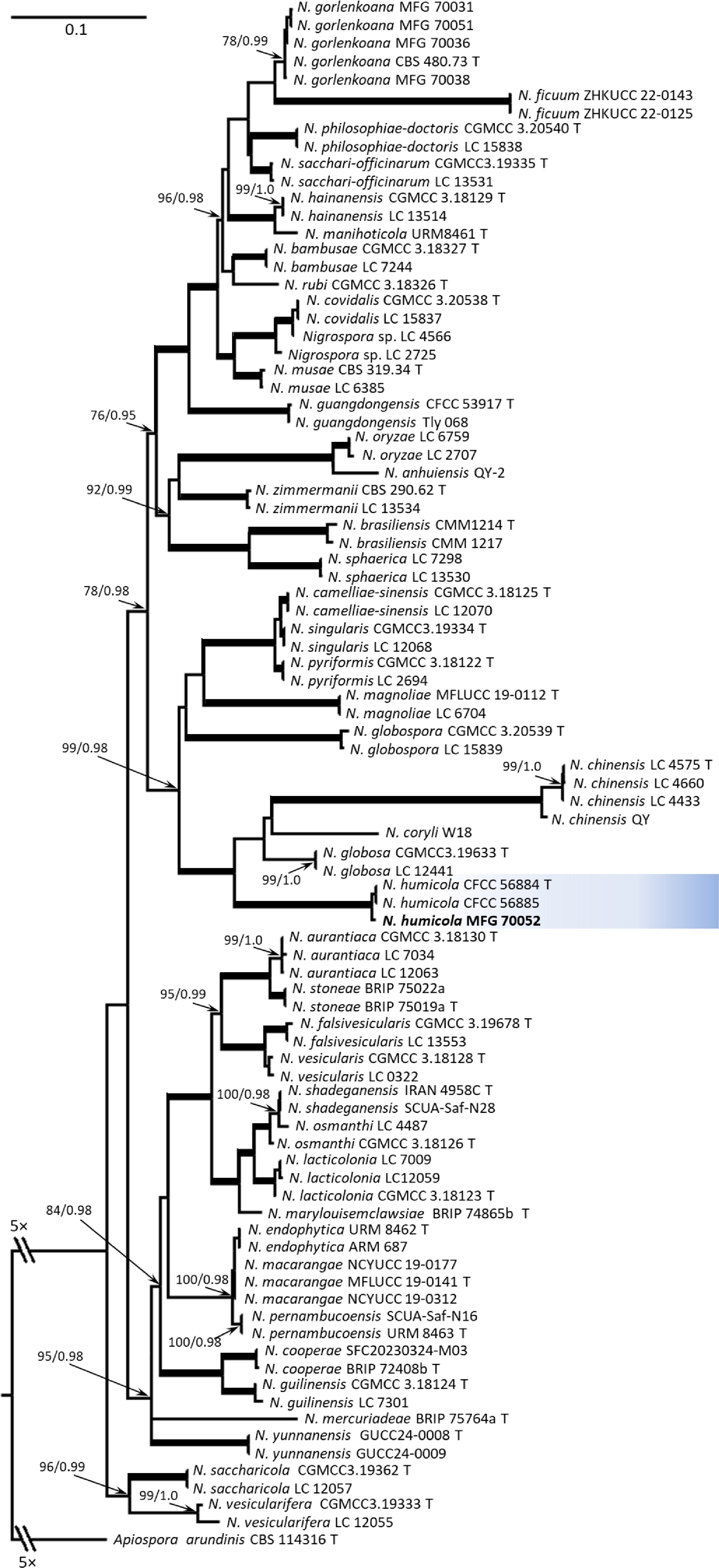 First report of Nigrospora humicola (Apiosporaceae, Xylariales) on ...