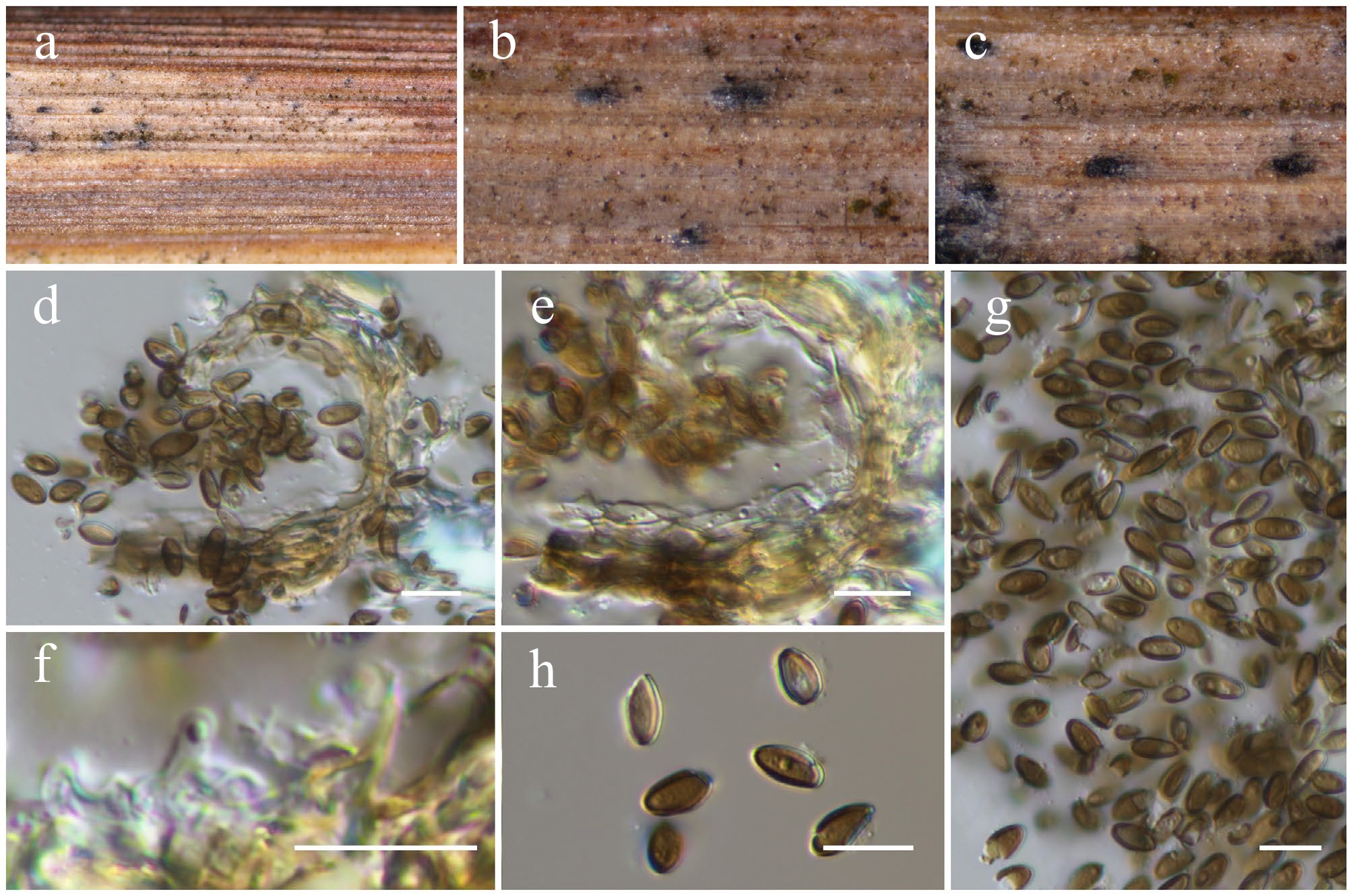Unexplored microfungal diversity from dead woody litter in the dry-hot ...
