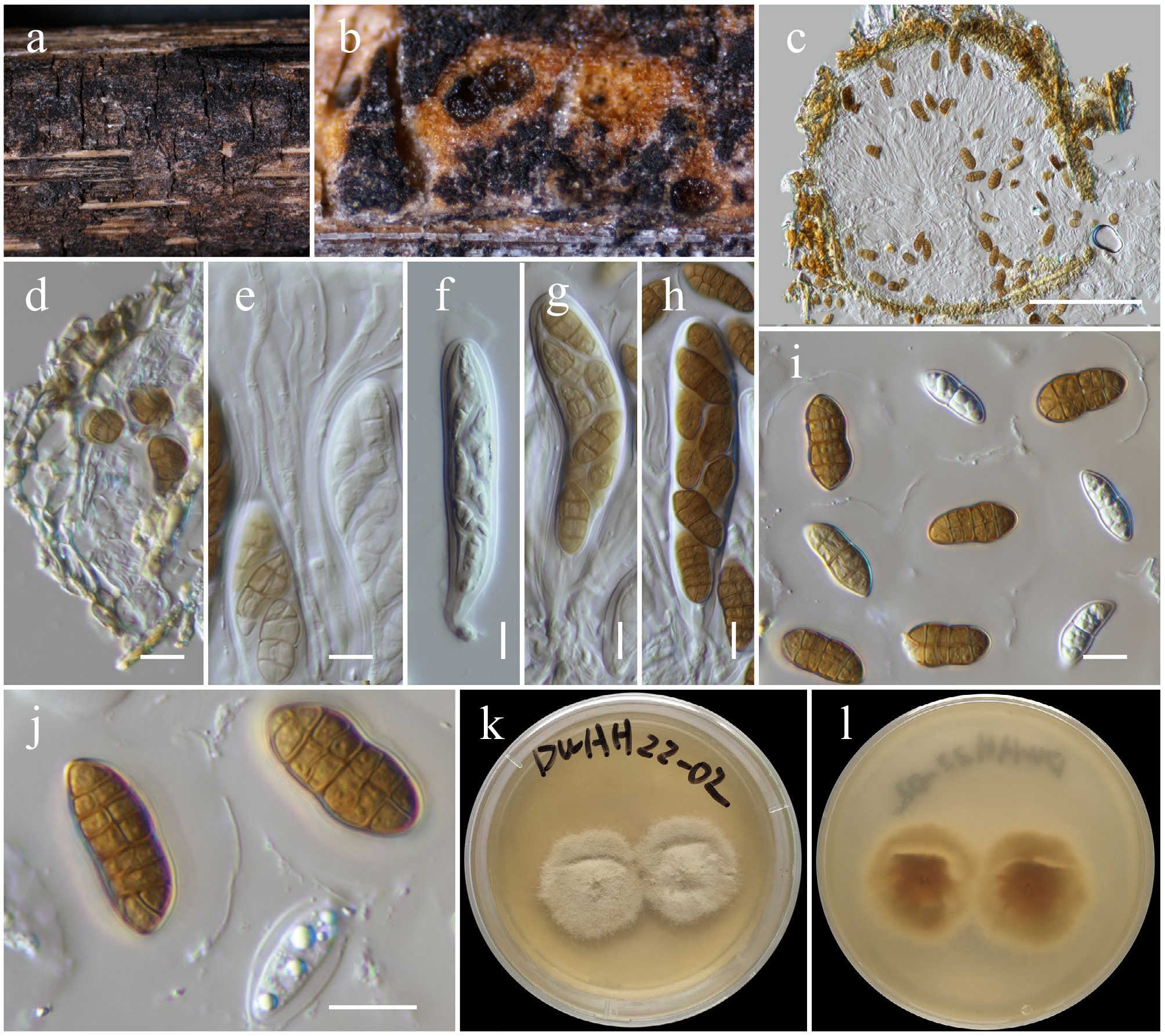 Unexplored microfungal diversity from dead woody litter in the dry-hot ...