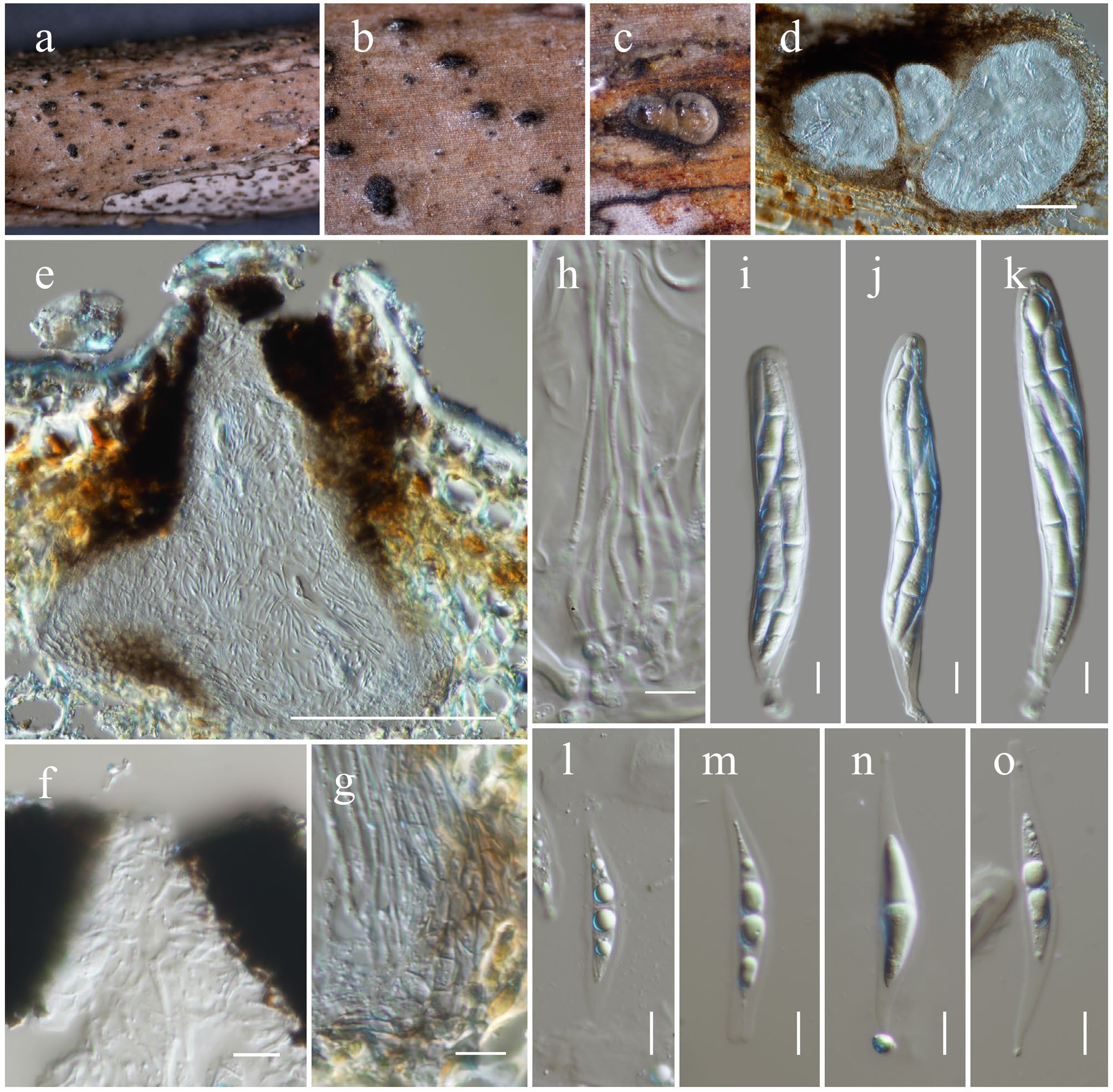 Unexplored microfungal diversity from dead woody litter in the dry-hot ...