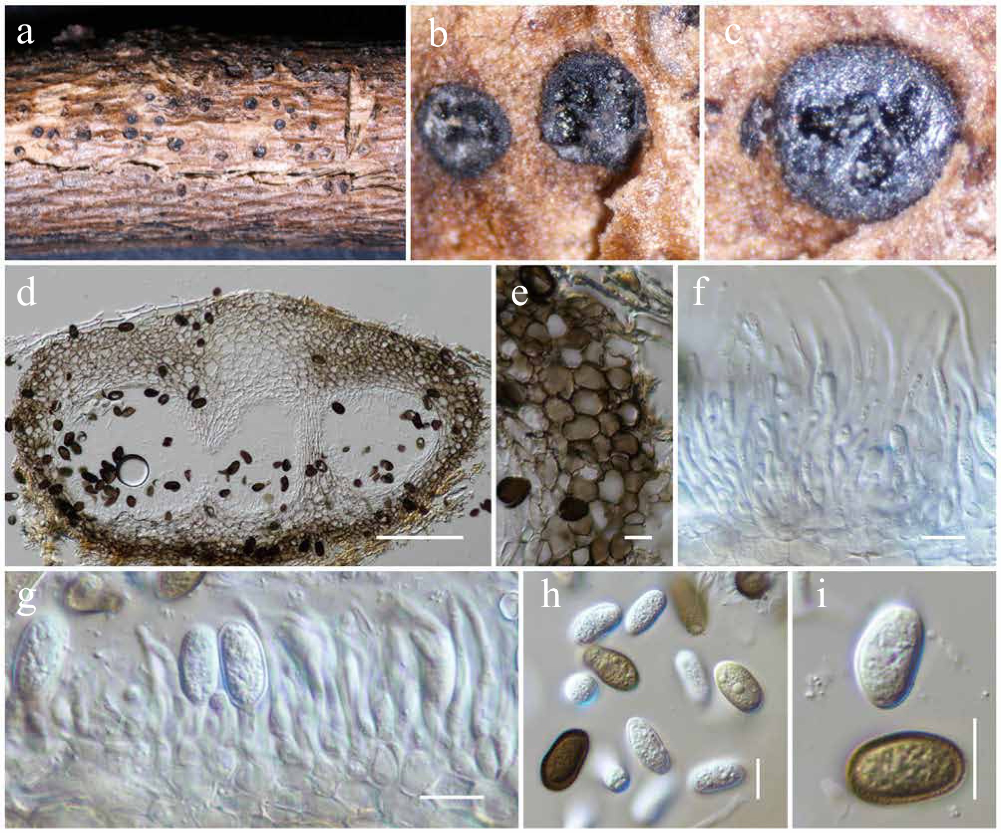 Unexplored microfungal diversity from dead woody litter in the dry-hot ...