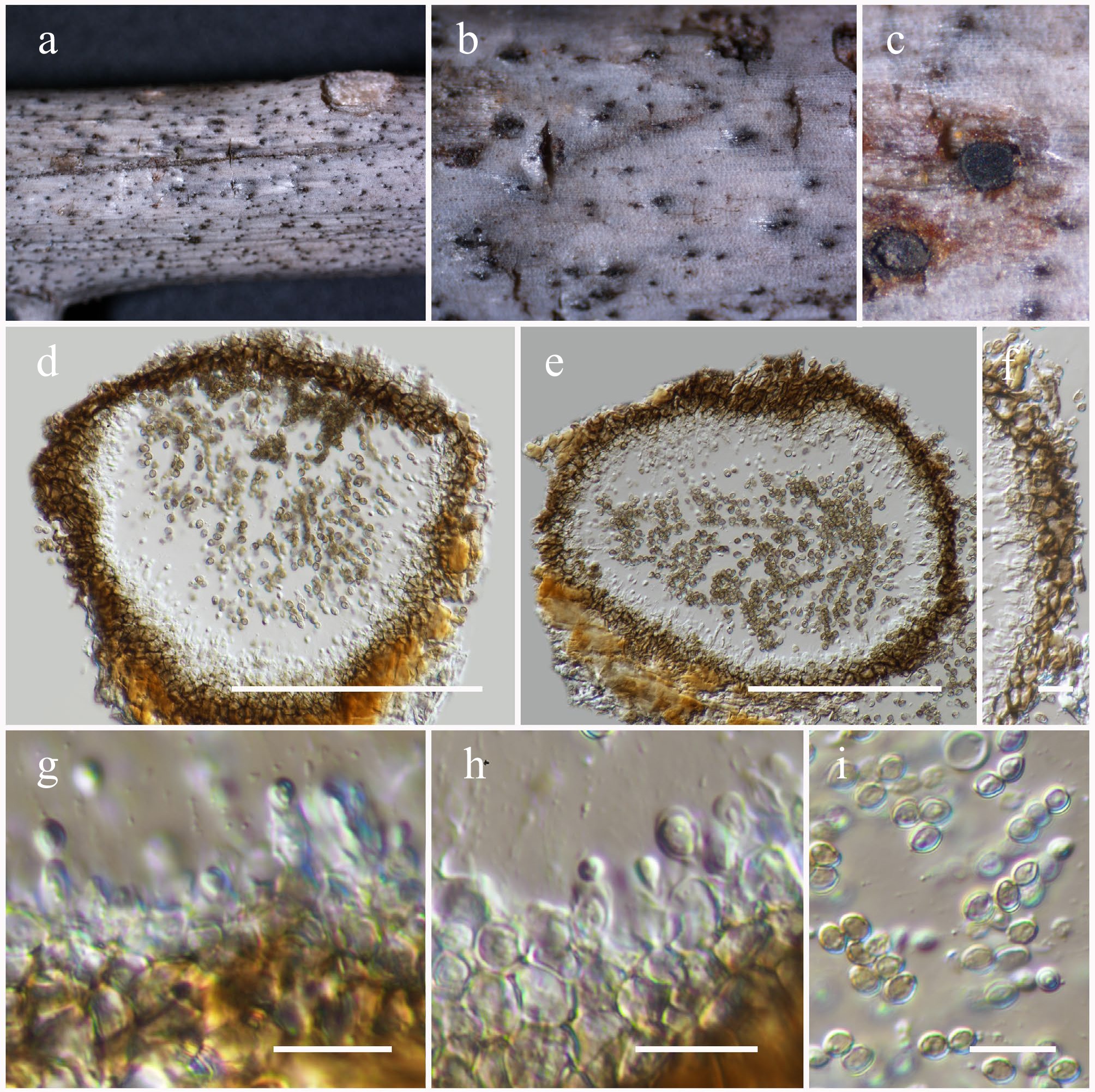 Unexplored microfungal diversity from dead woody litter in the dry-hot ...