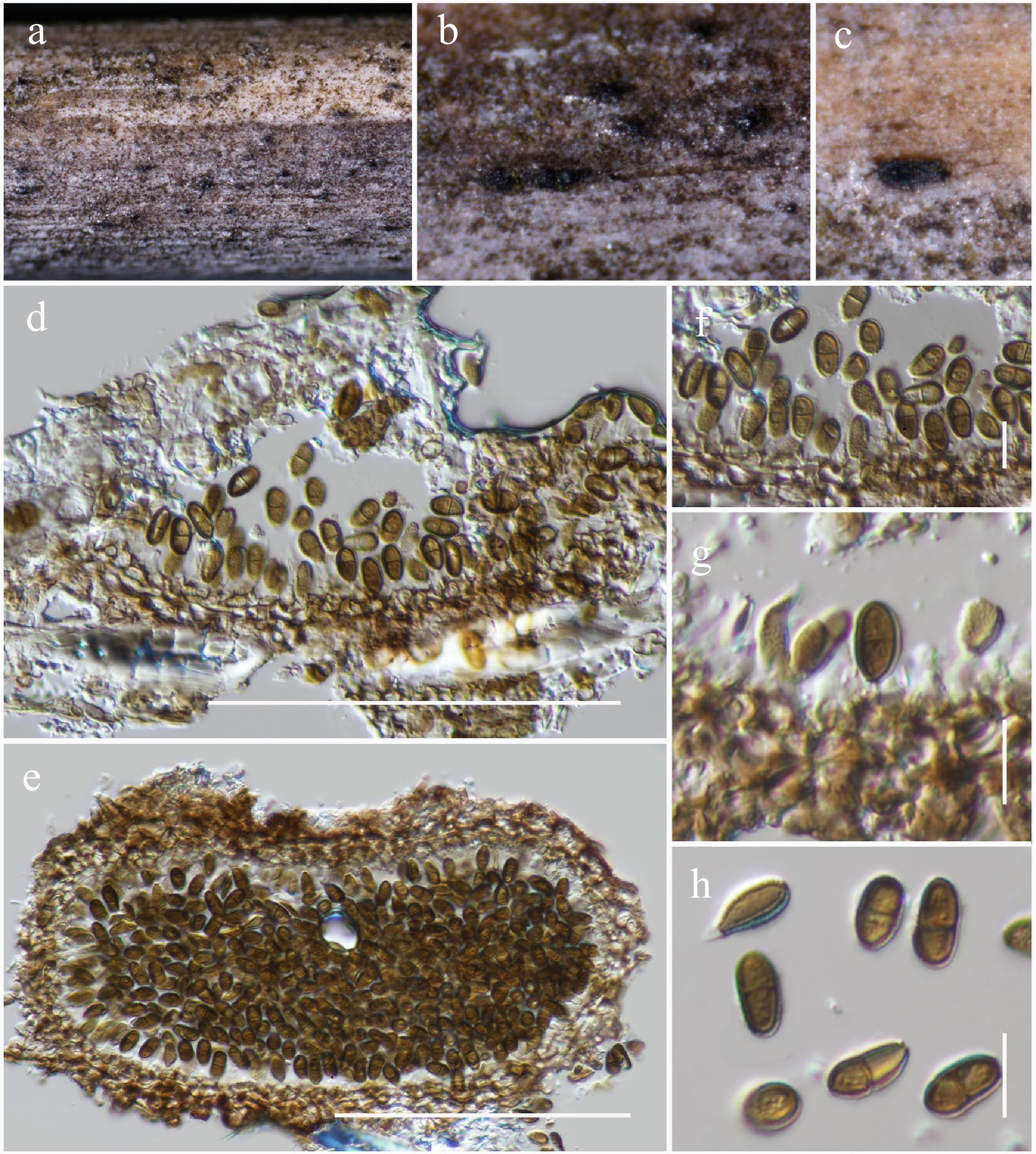 Unexplored microfungal diversity from dead woody litter in the dry-hot ...