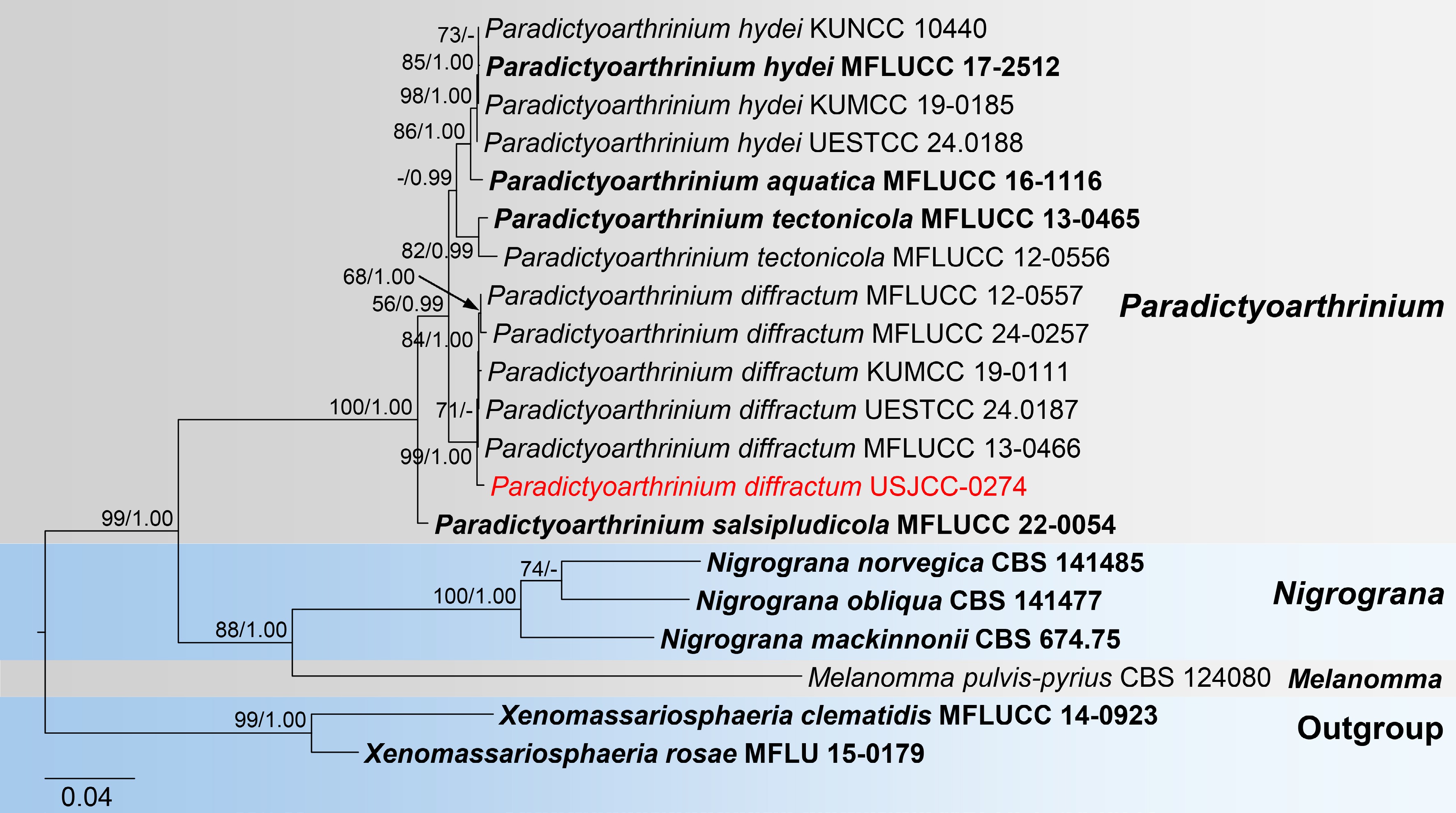 Discovery of Torula srijayewardenepurensis sp. nov. and distribution ...