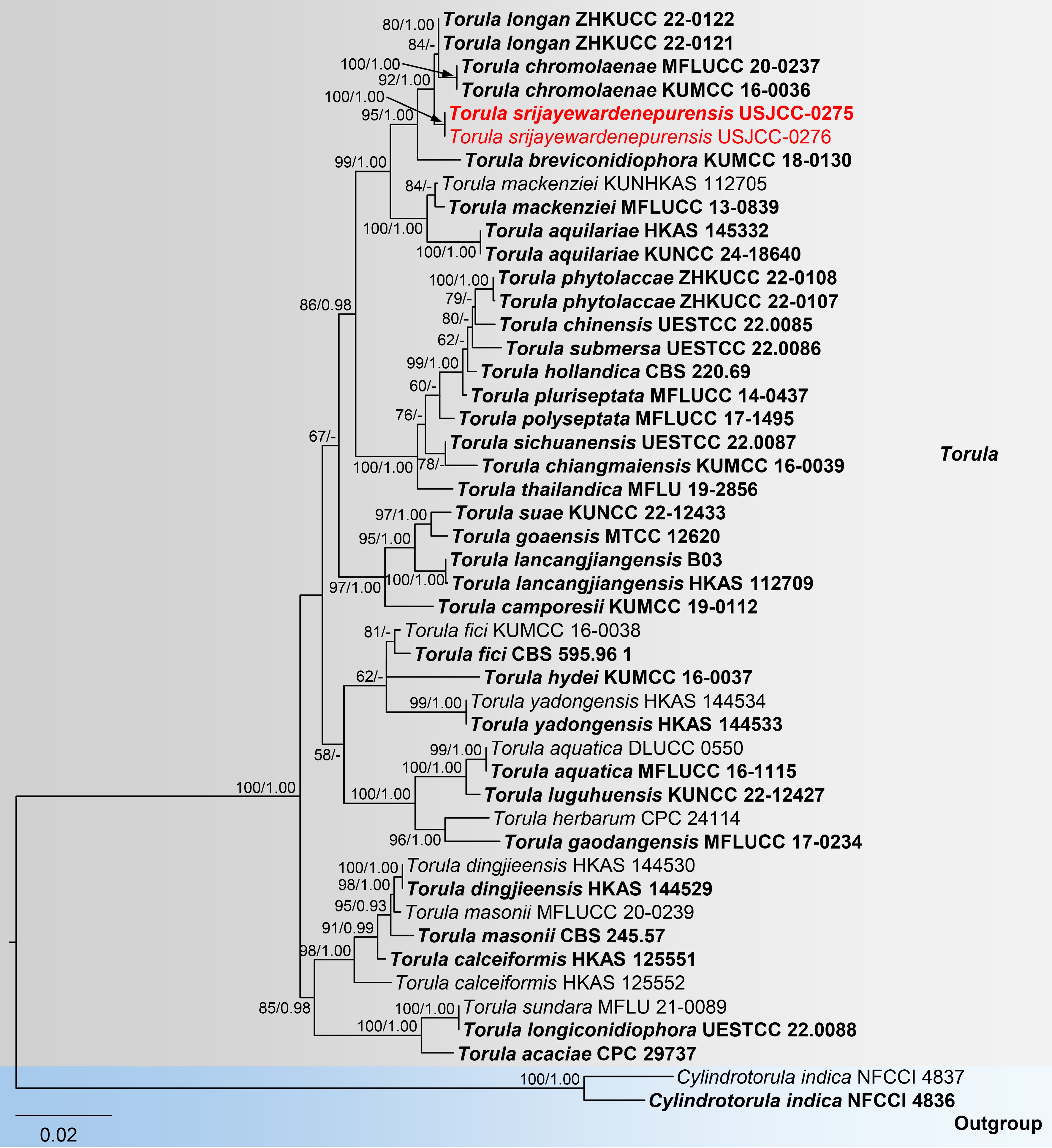 Discovery of Torula srijayewardenepurensis sp. nov. and distribution ...