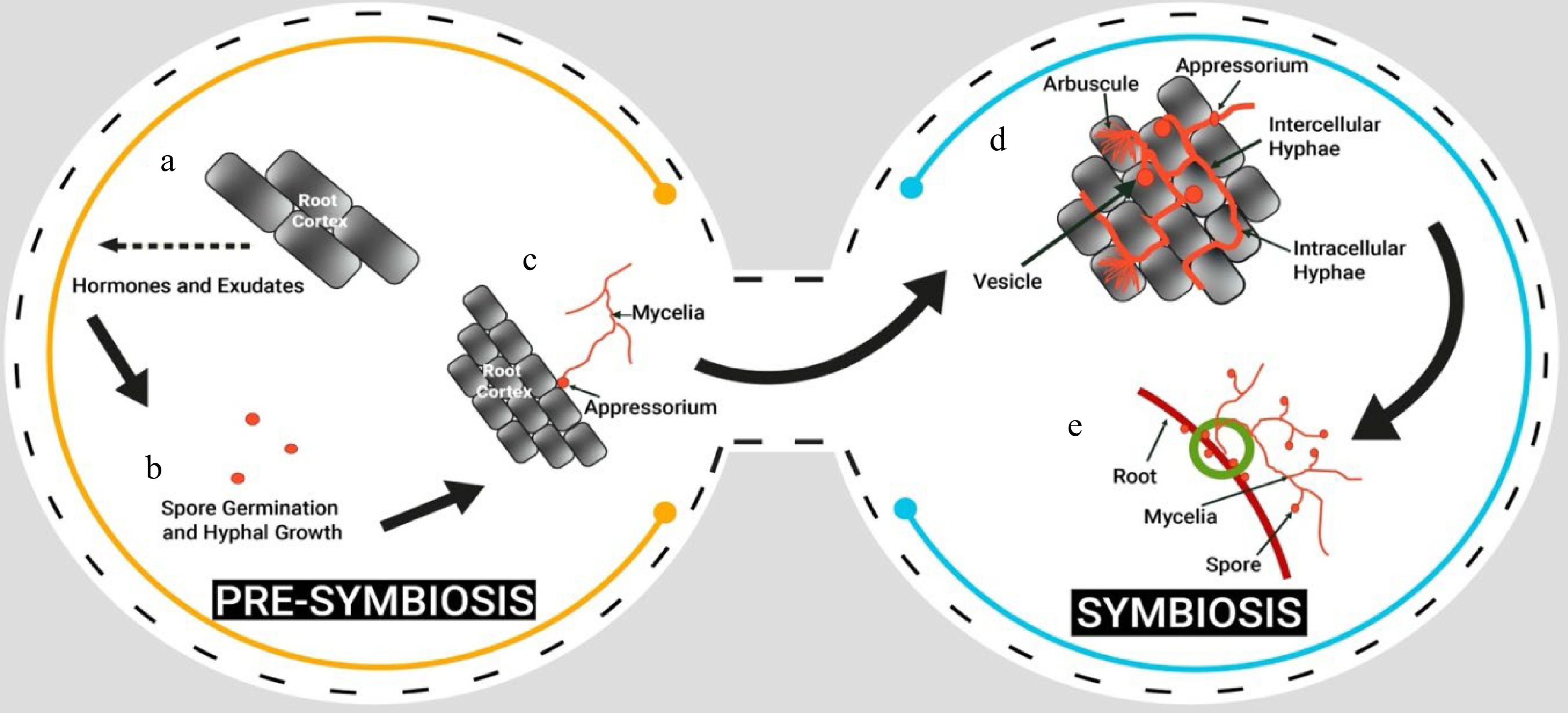 Exploring the potentials of arbuscular mycorrhizal fungi as a biofertilizer