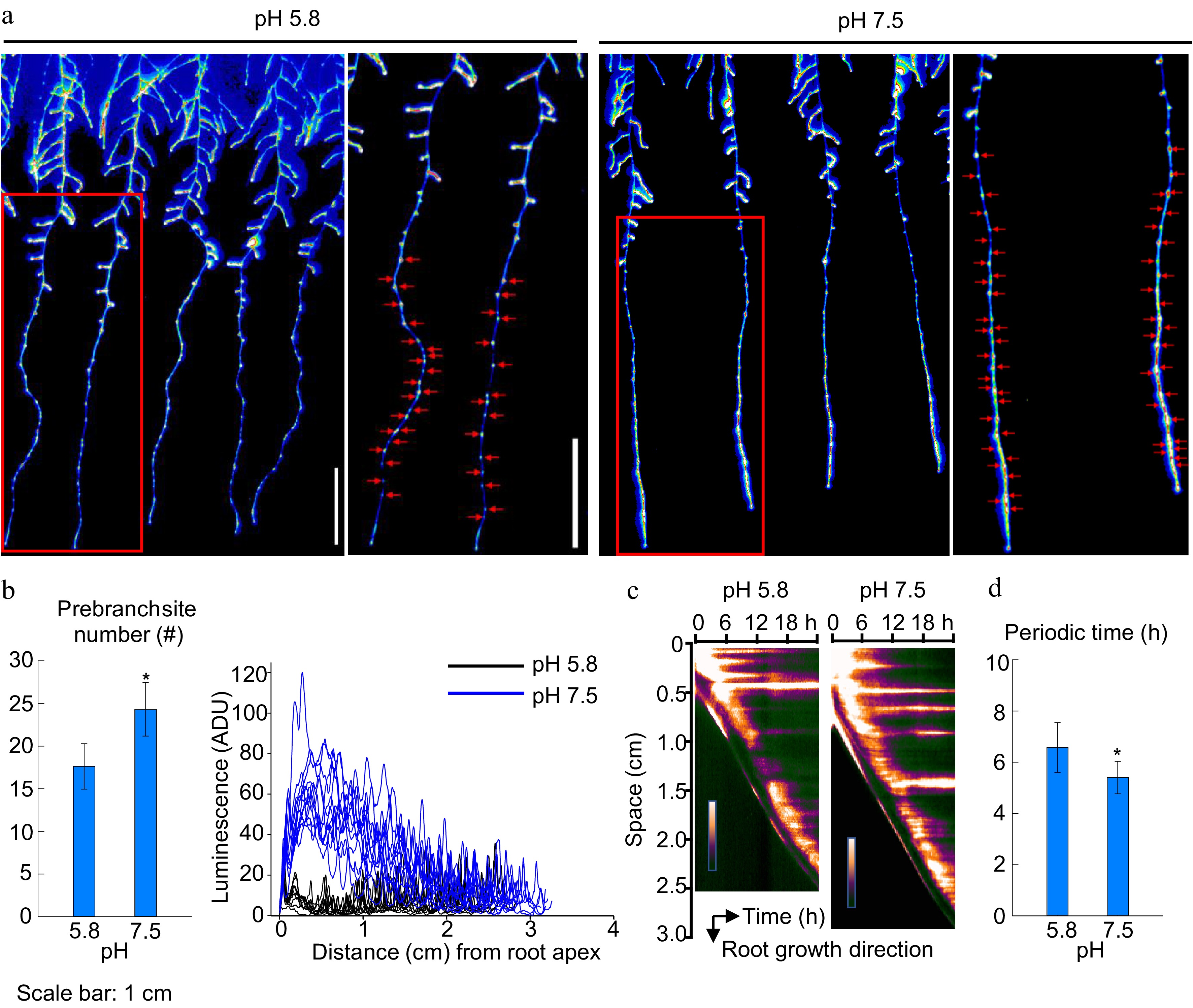 Promotion of root development by slightly alkaline pH involves an auxin ...