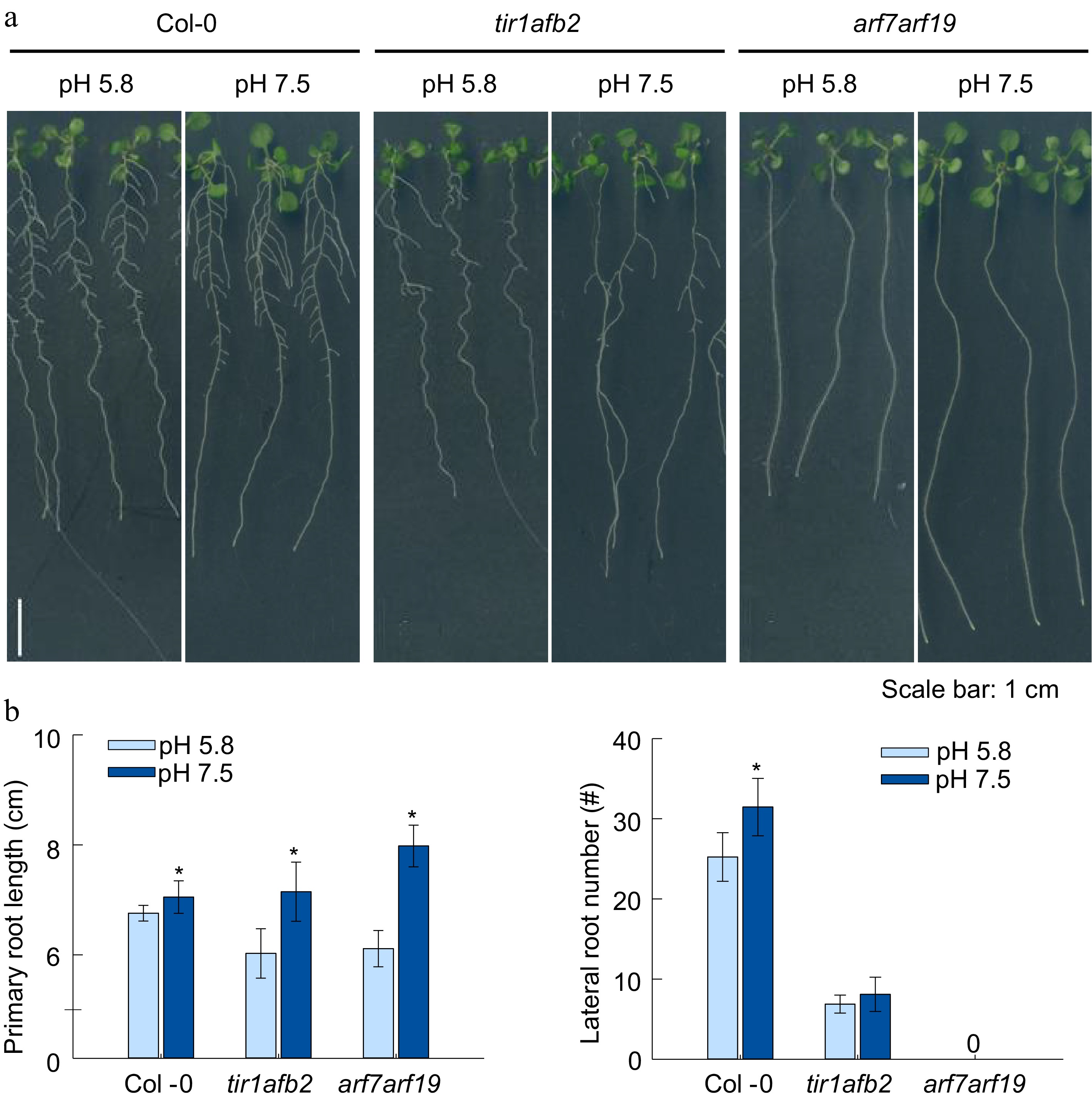 Promotion of root development by slightly alkaline pH involves an auxin ...
