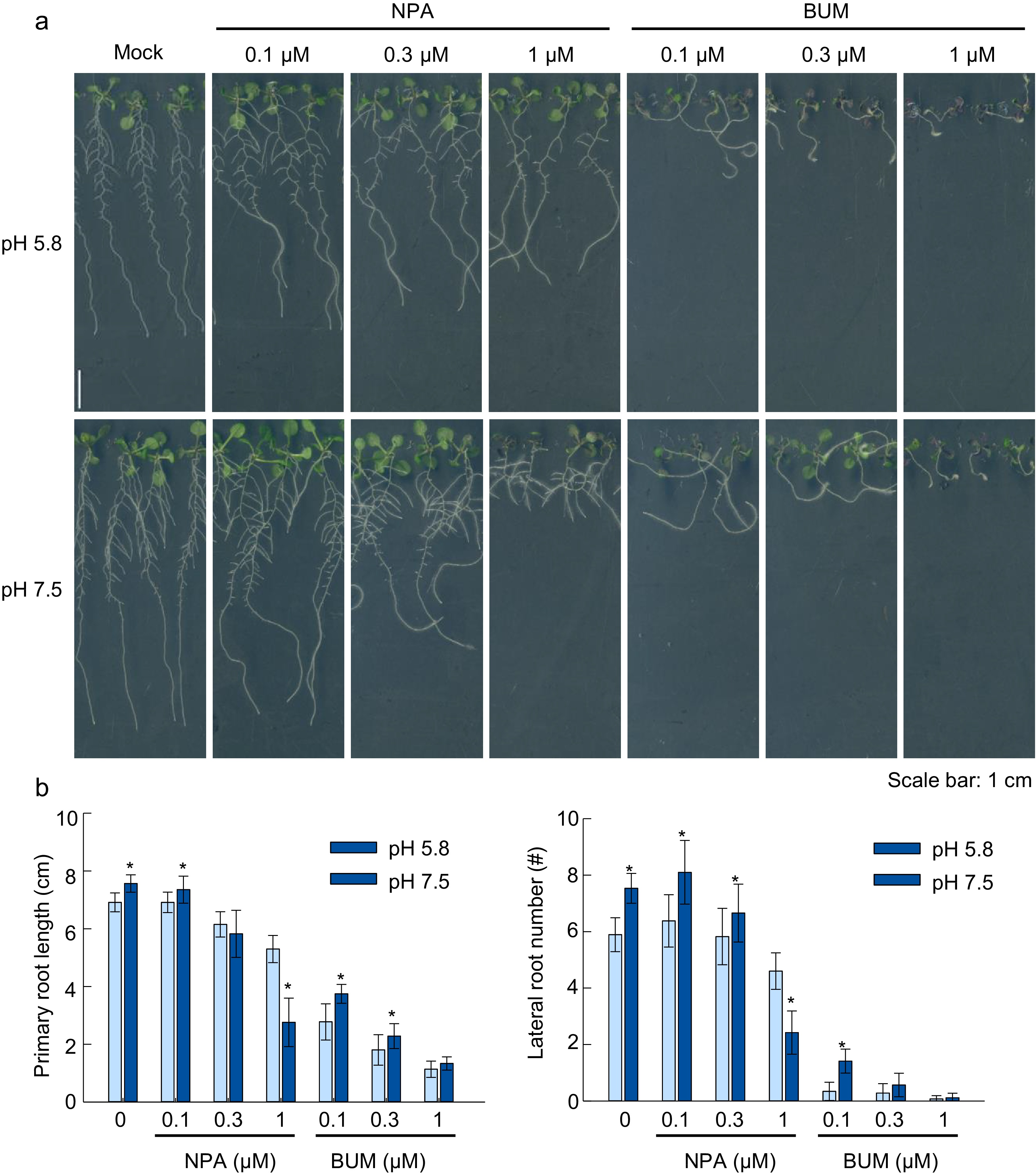 Promotion of root development by slightly alkaline pH involves an auxin ...