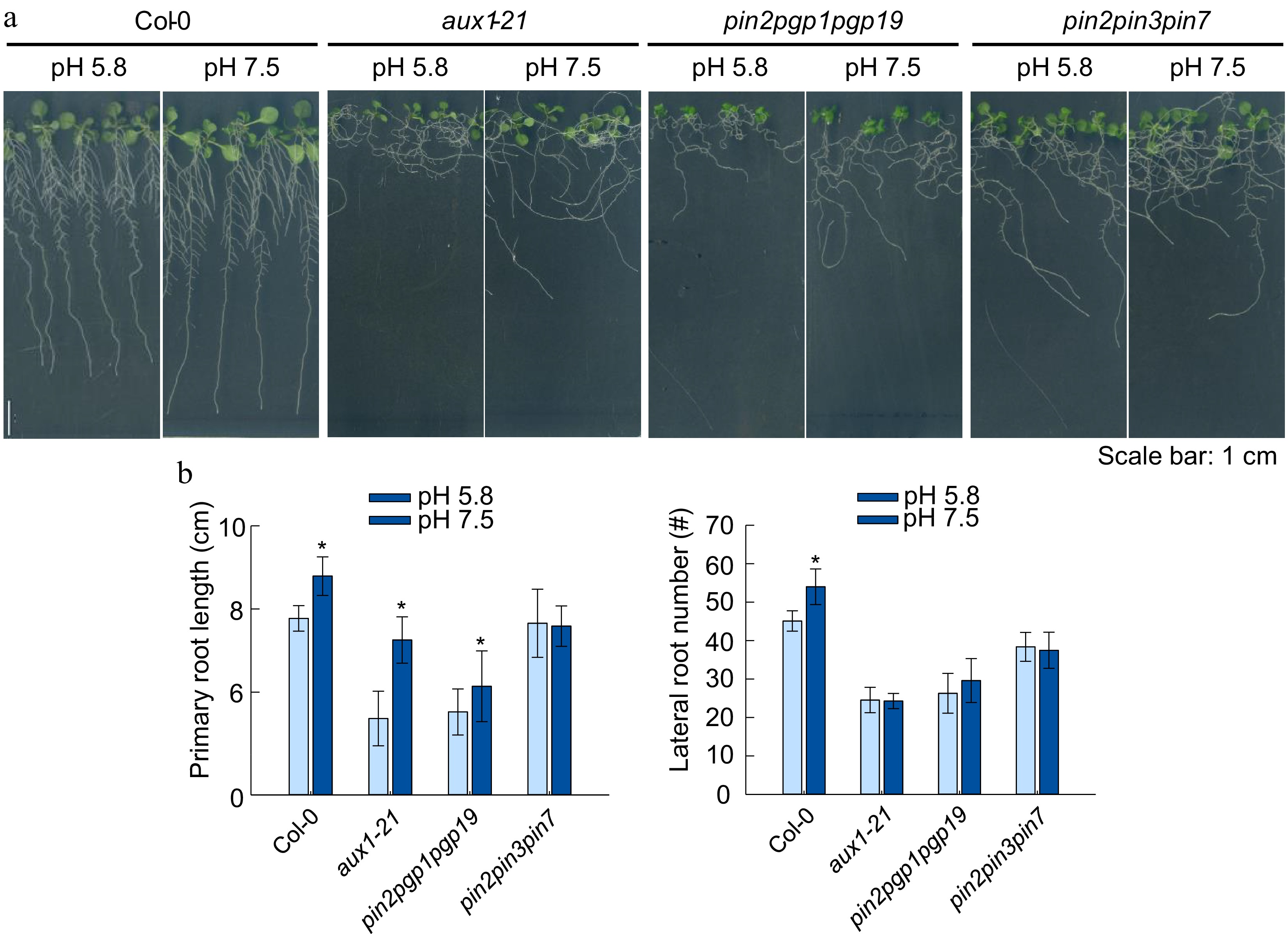 Promotion of root development by slightly alkaline pH involves an auxin ...