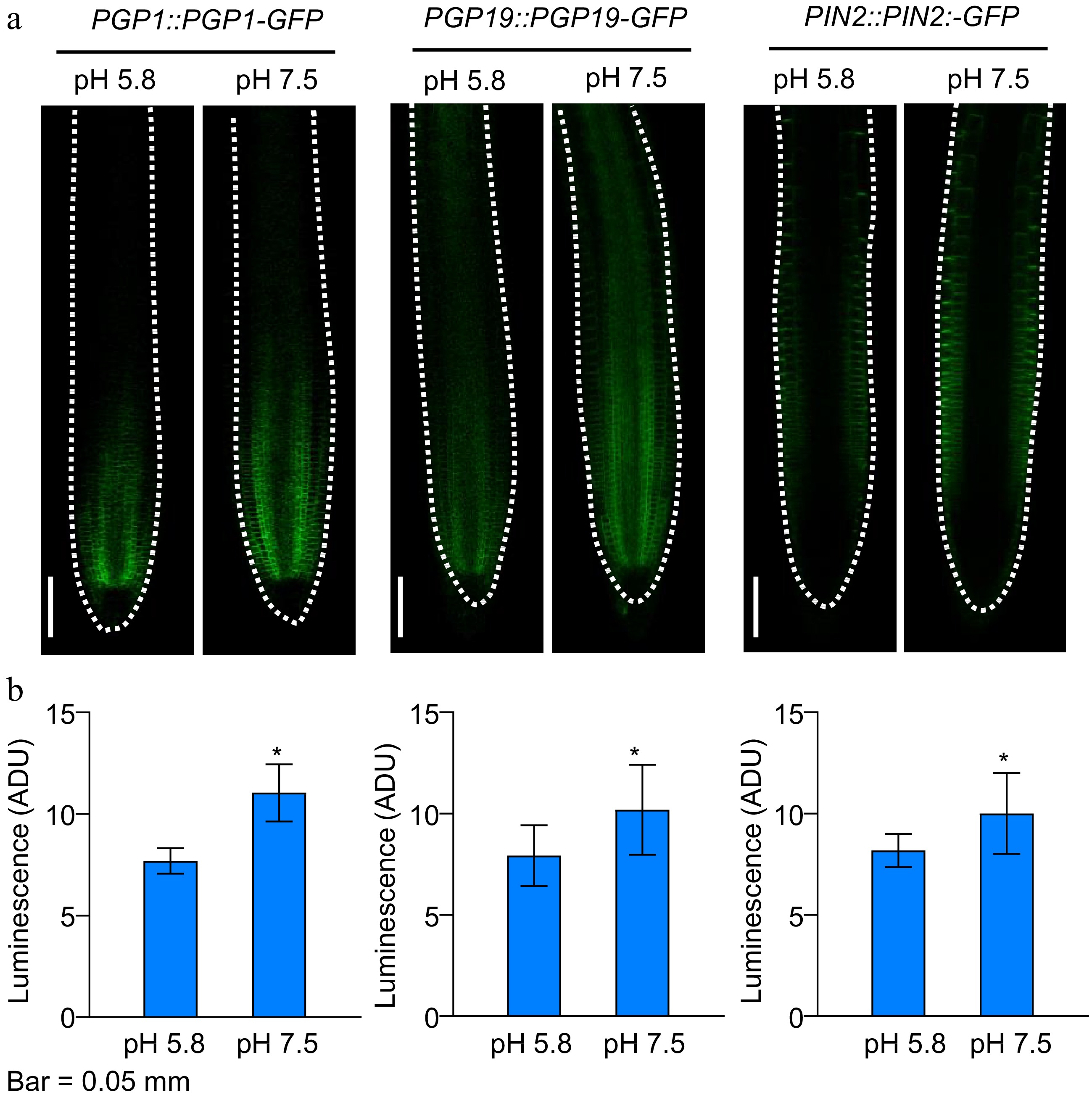 Promotion of root development by slightly alkaline pH involves an auxin ...