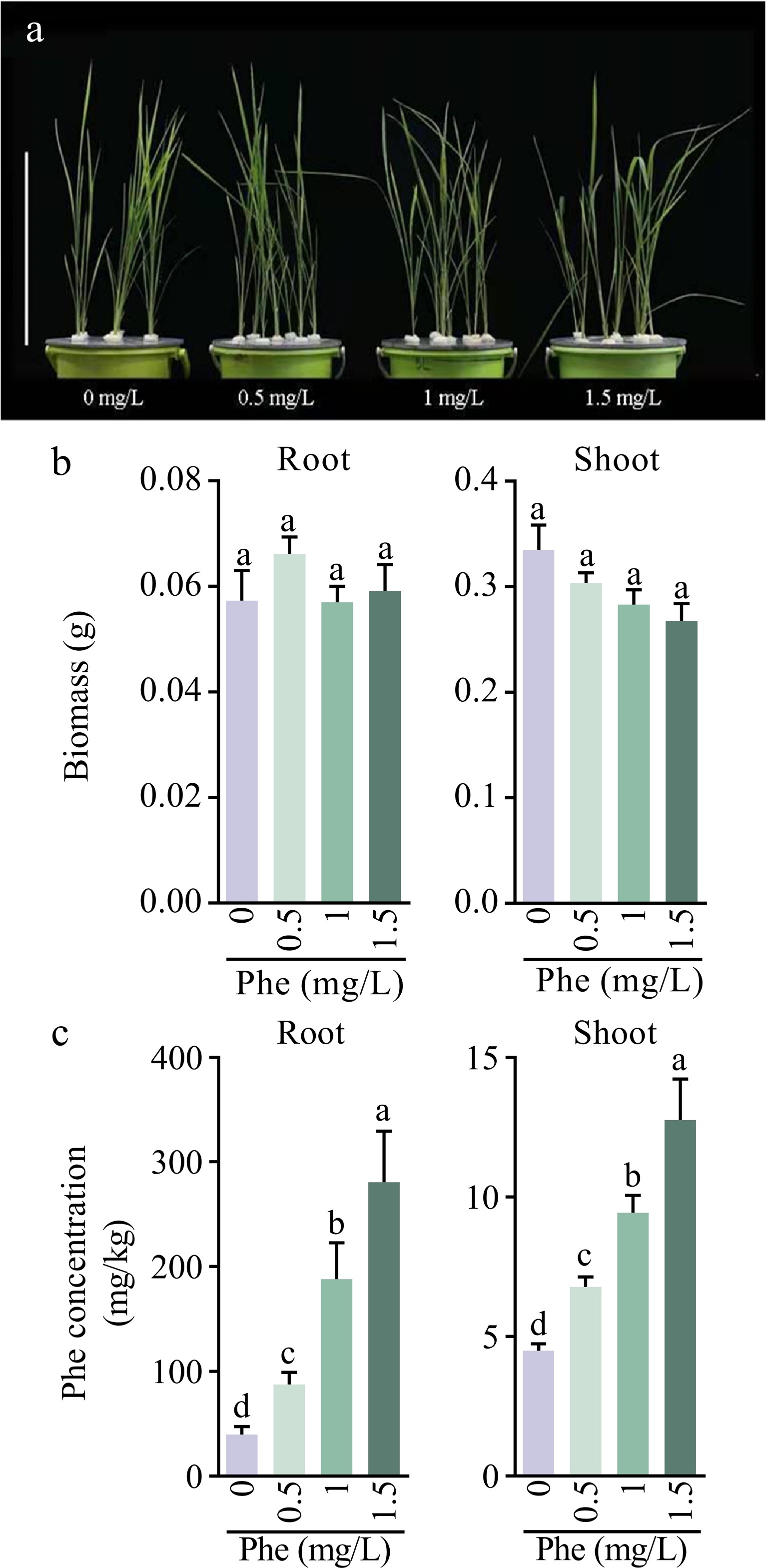 Phosphate deficient-induced OsLPR5 mediates the accumulation and ...