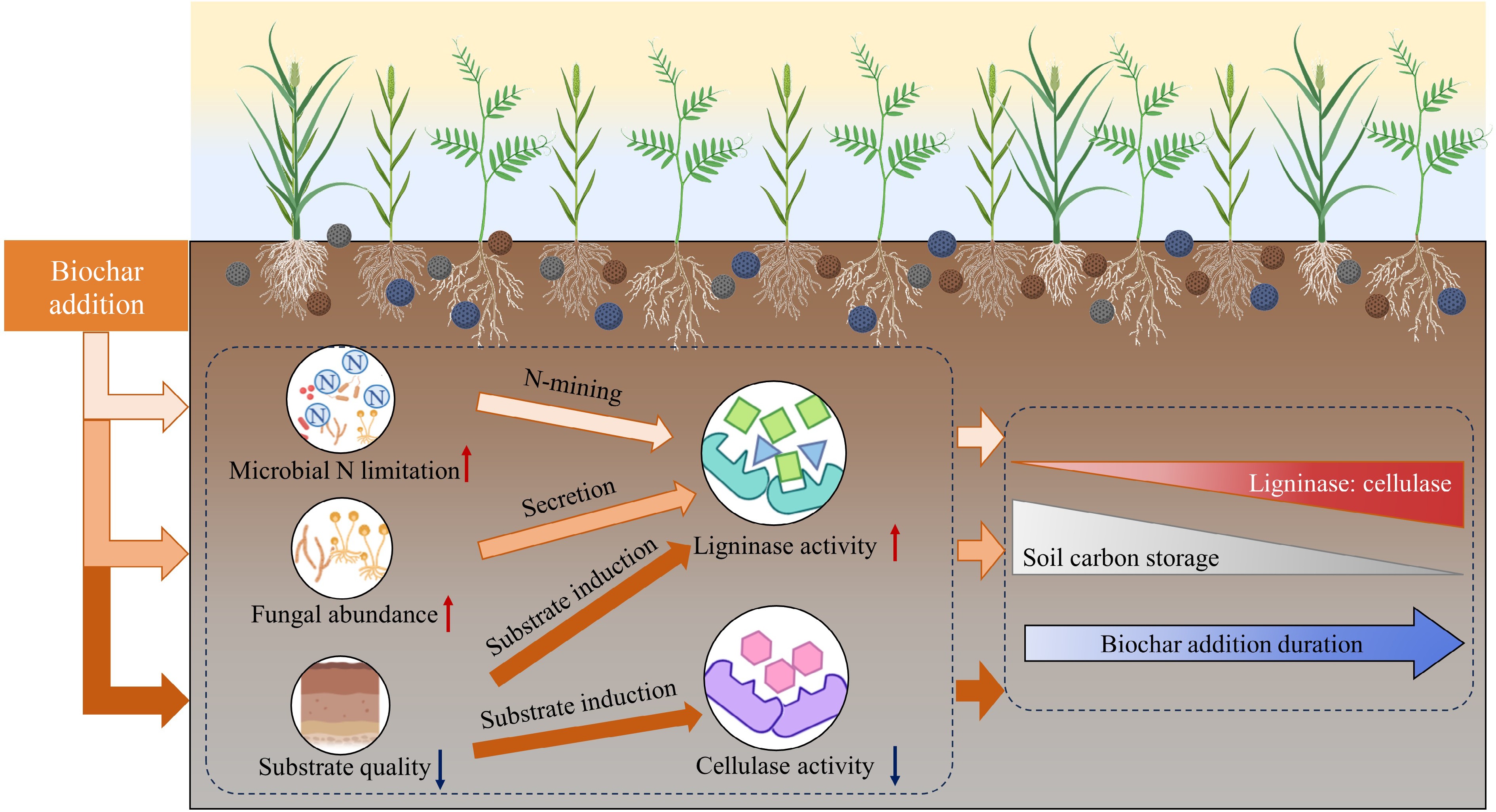 Soil organic carbon storage from biochar addition falls over time a ...