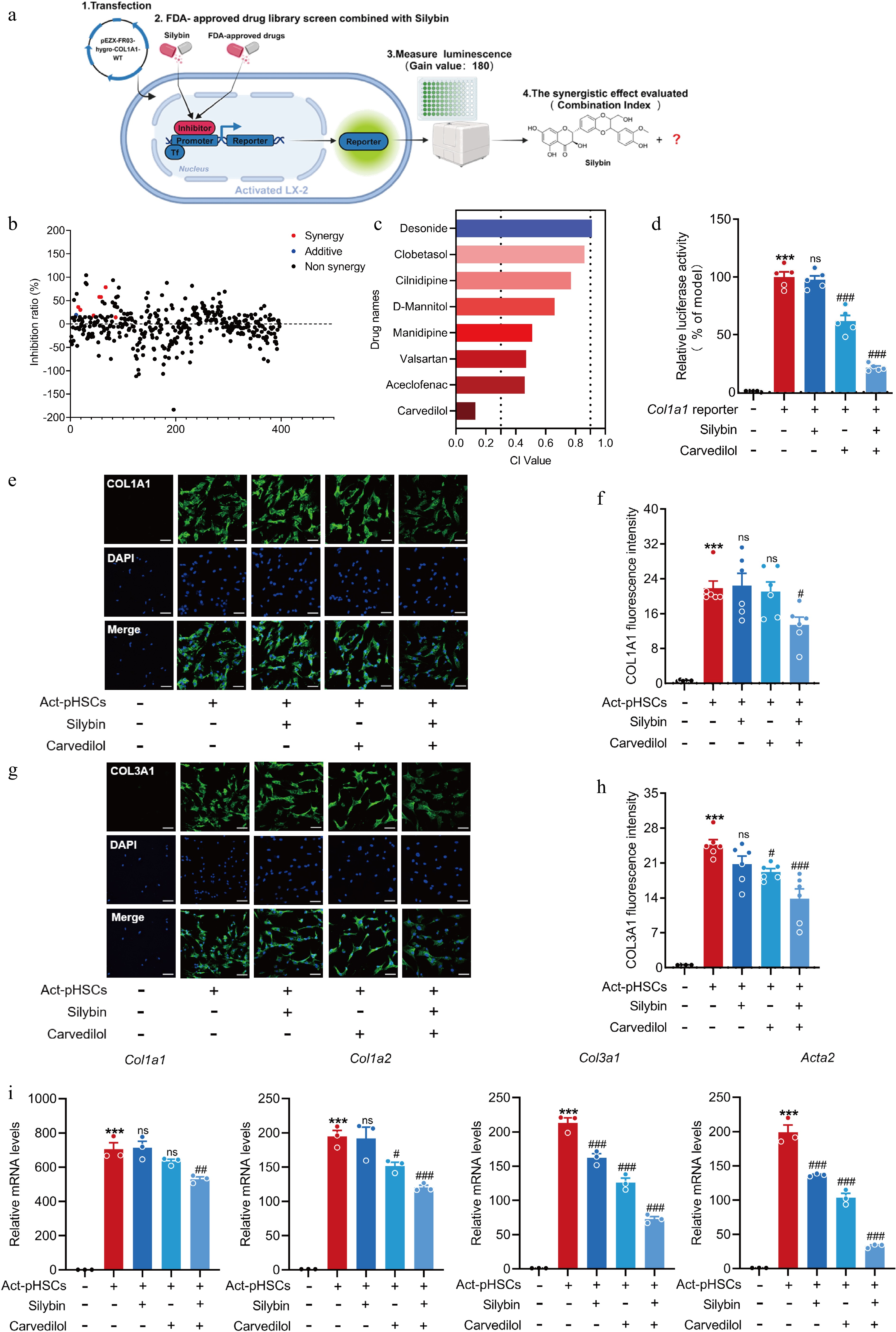 Combination of silybin and carvedilol synergistically alleviates liver ...