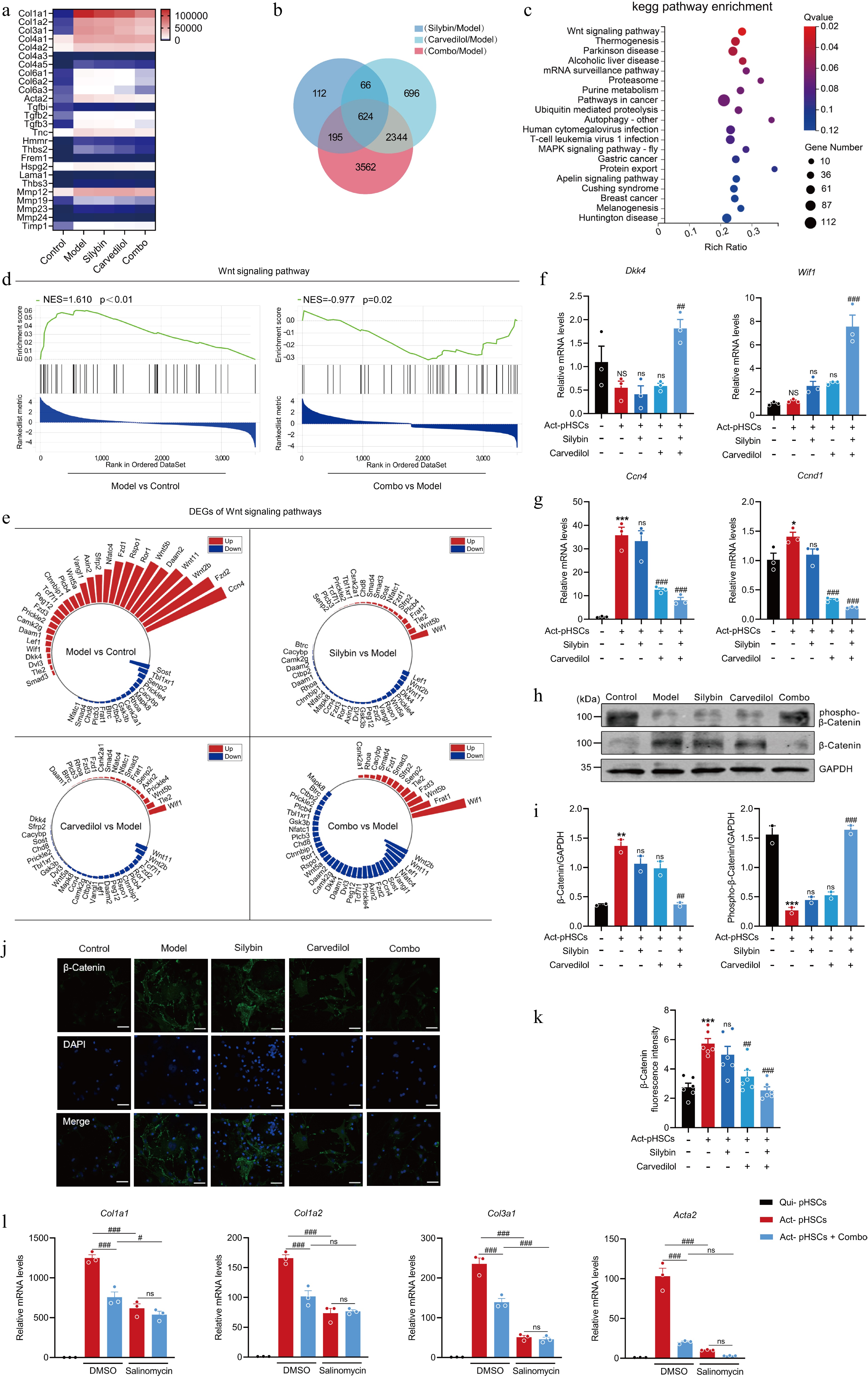 Combination of silybin and carvedilol synergistically alleviates liver ...