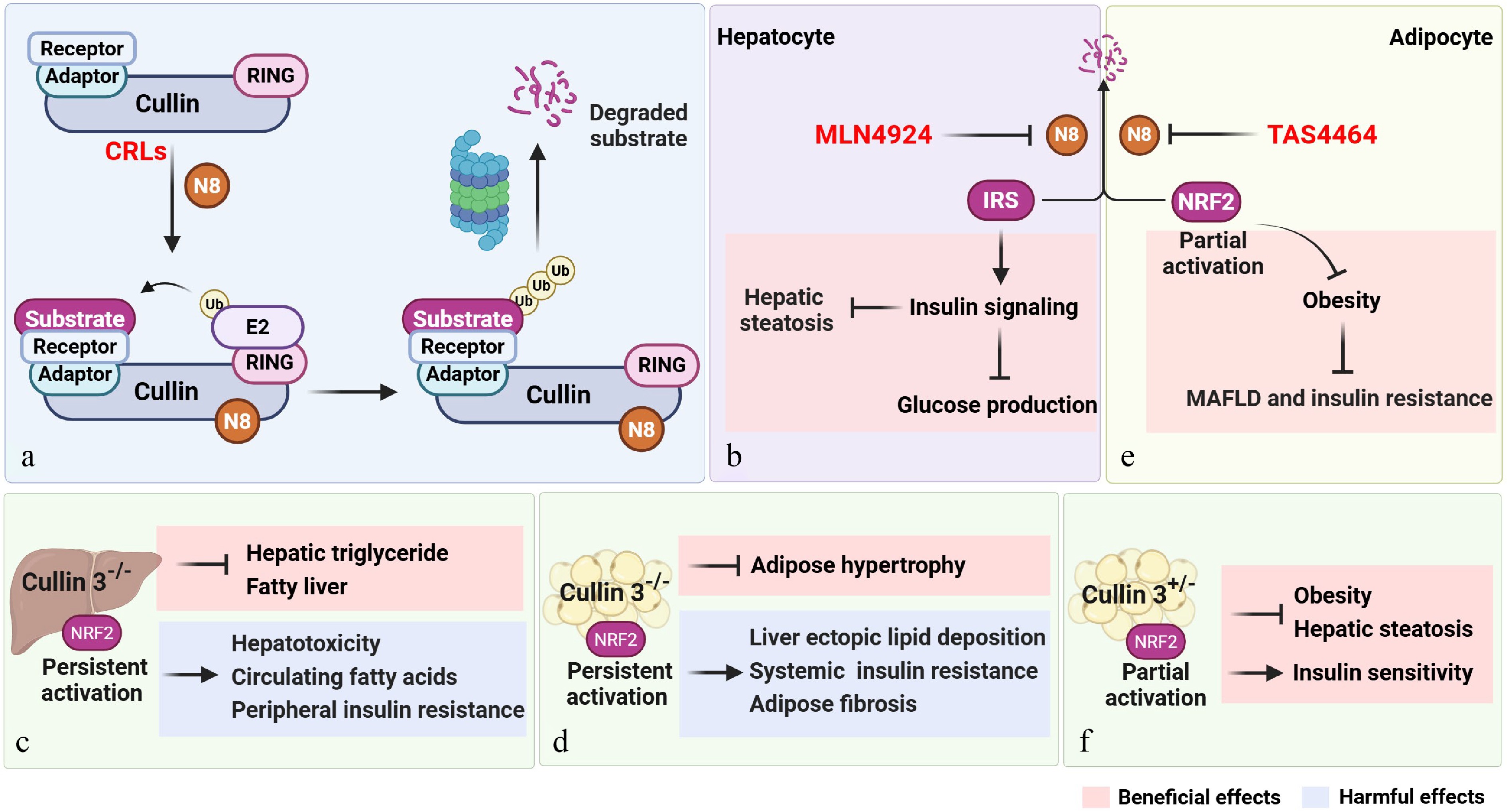 Cell-type-specific role of cullin 3 in adipocytes and hepatocytes ...