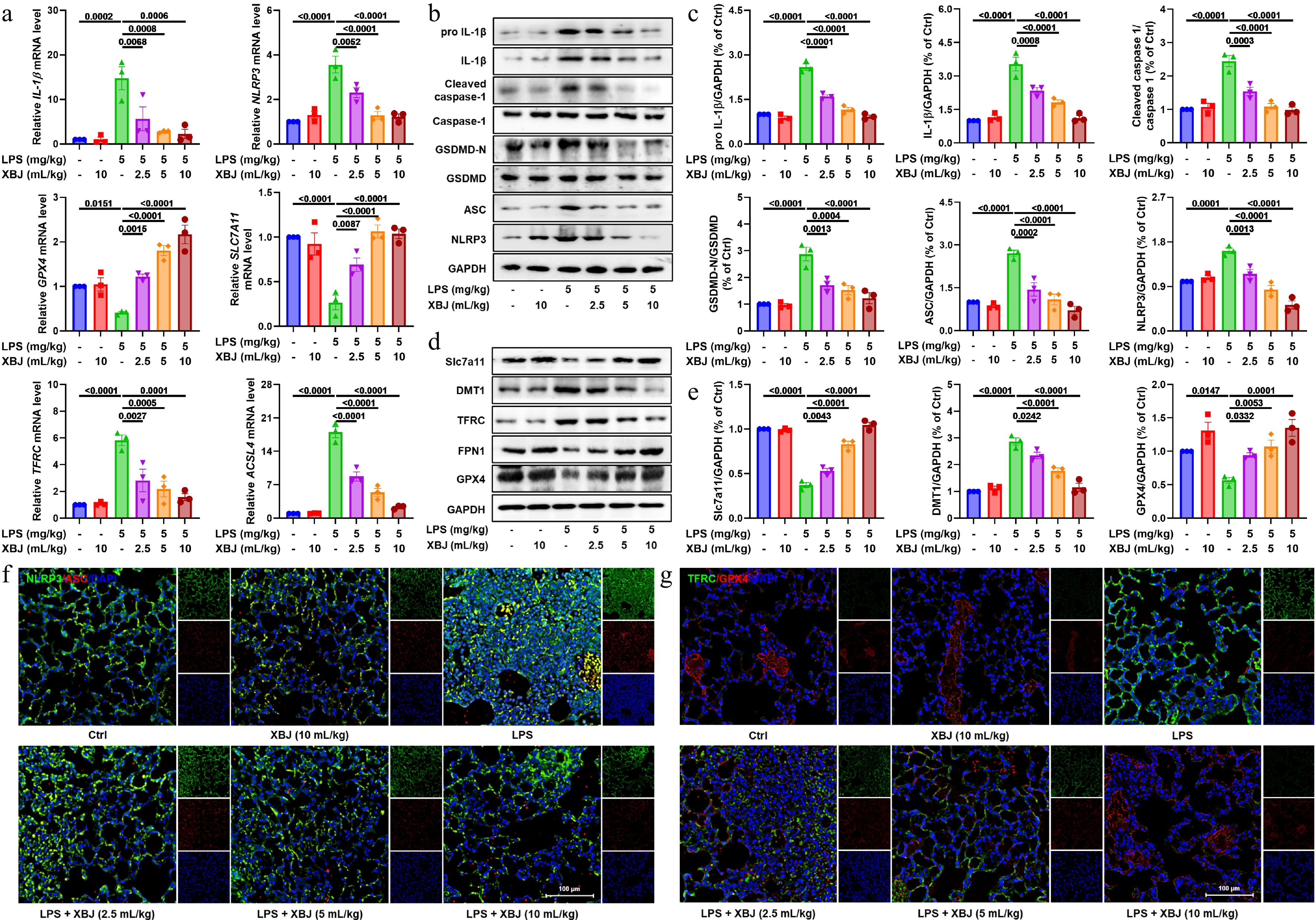 Xuebijing injection ameliorates LPS-mediated acute lung injury via ...
