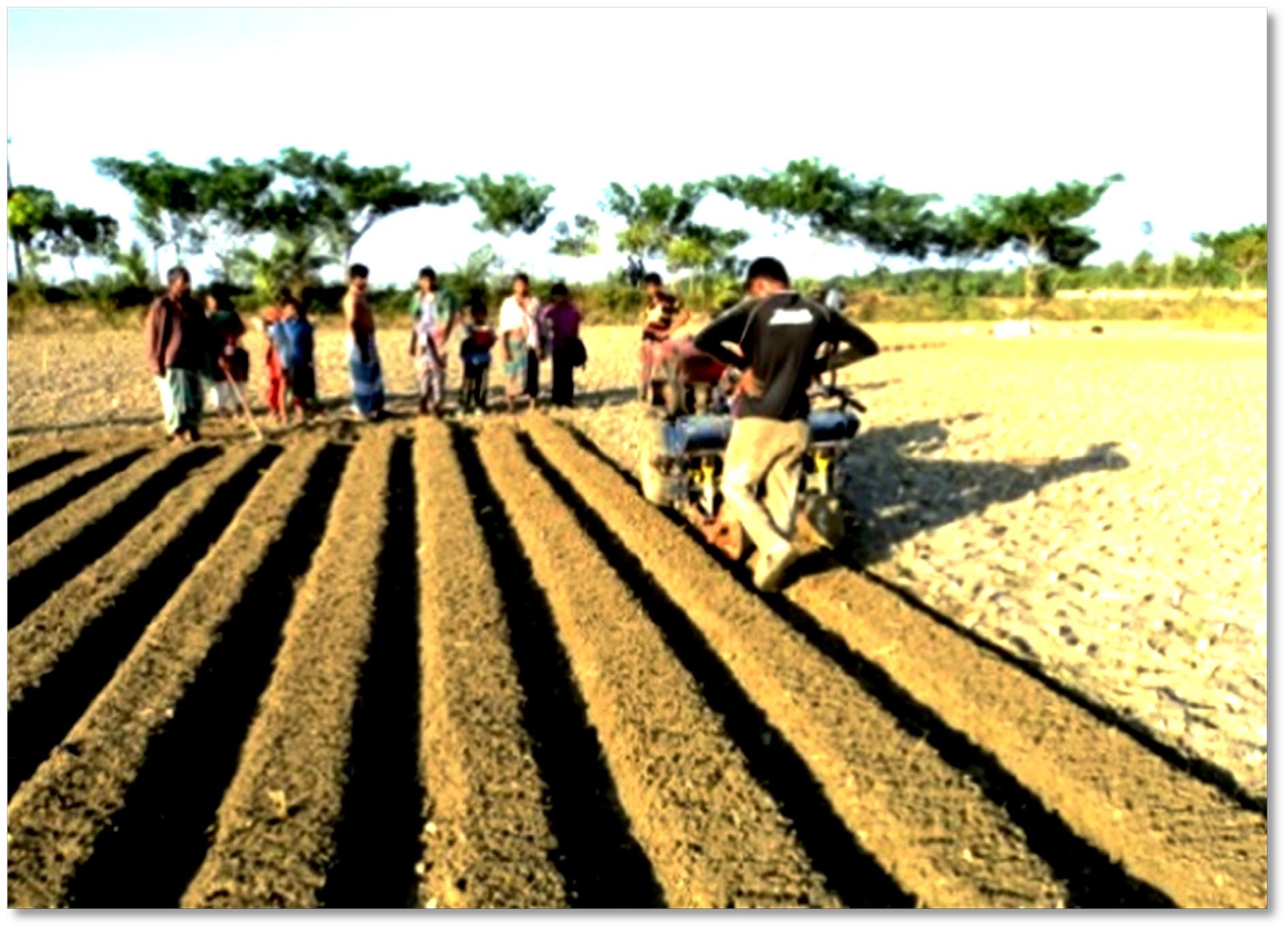 Legumes in conservation agriculture A sustainable approach in rice ...