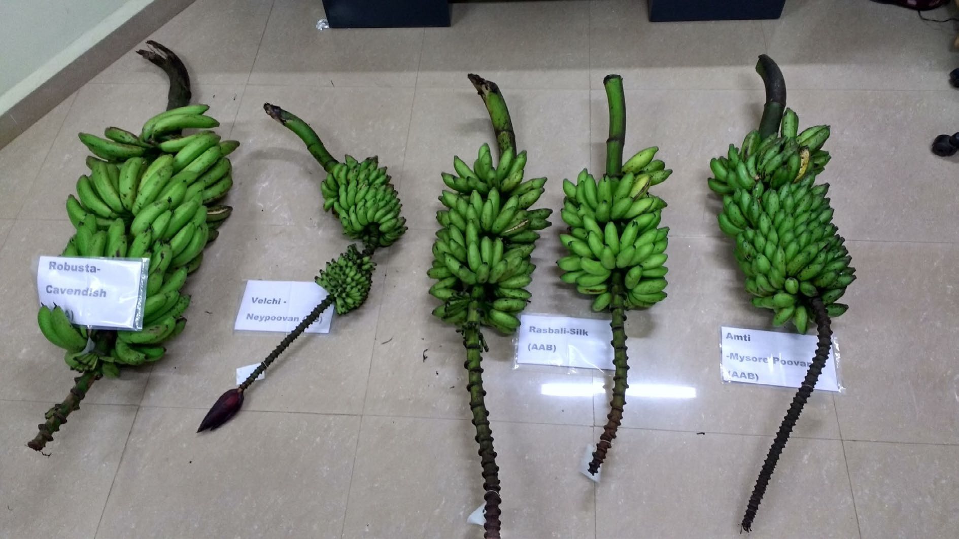 Variation in plant traits and nutrient uptake among banana varieties in ...
