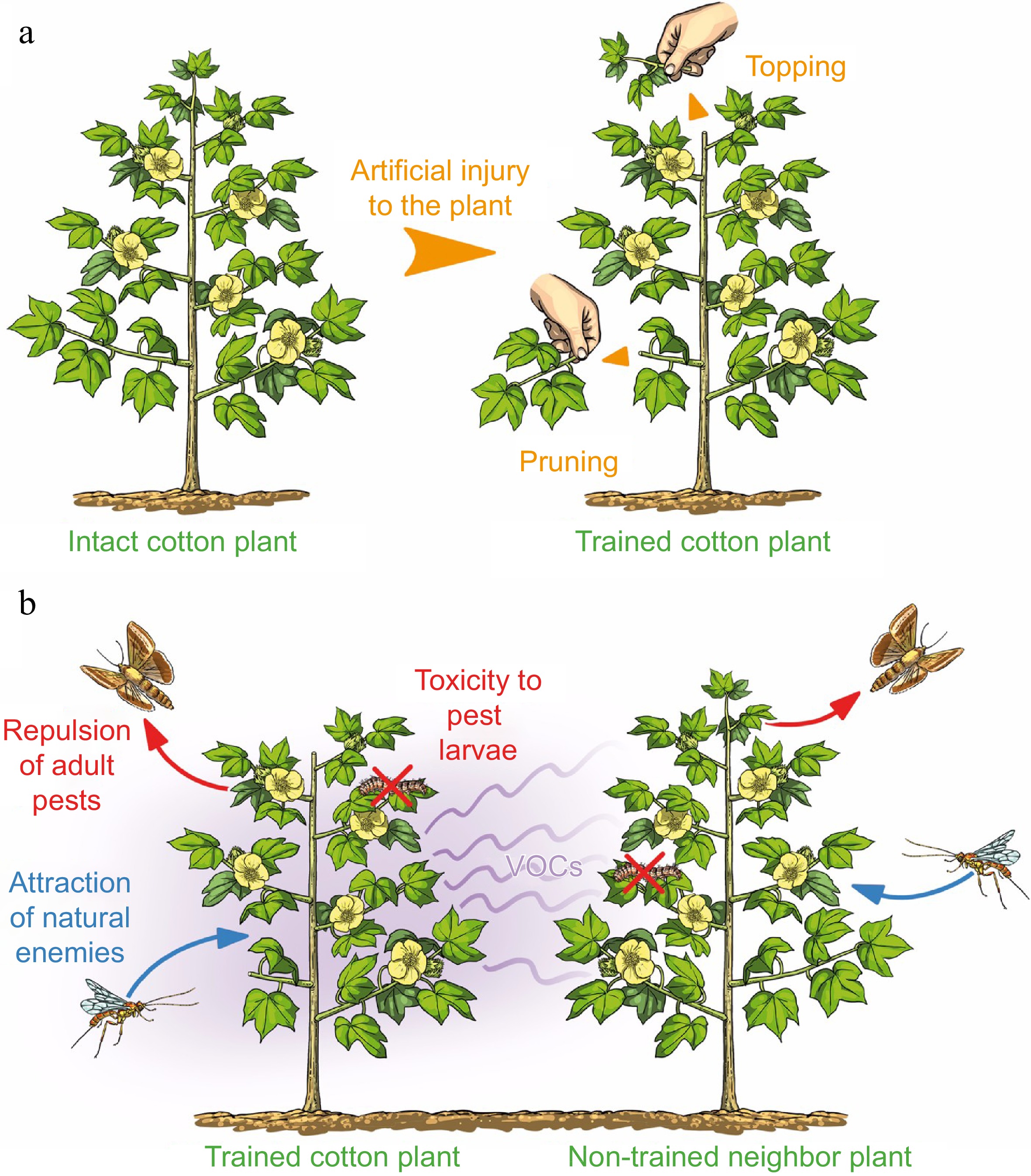Technological advancements in cotton agronomy a review and prospects