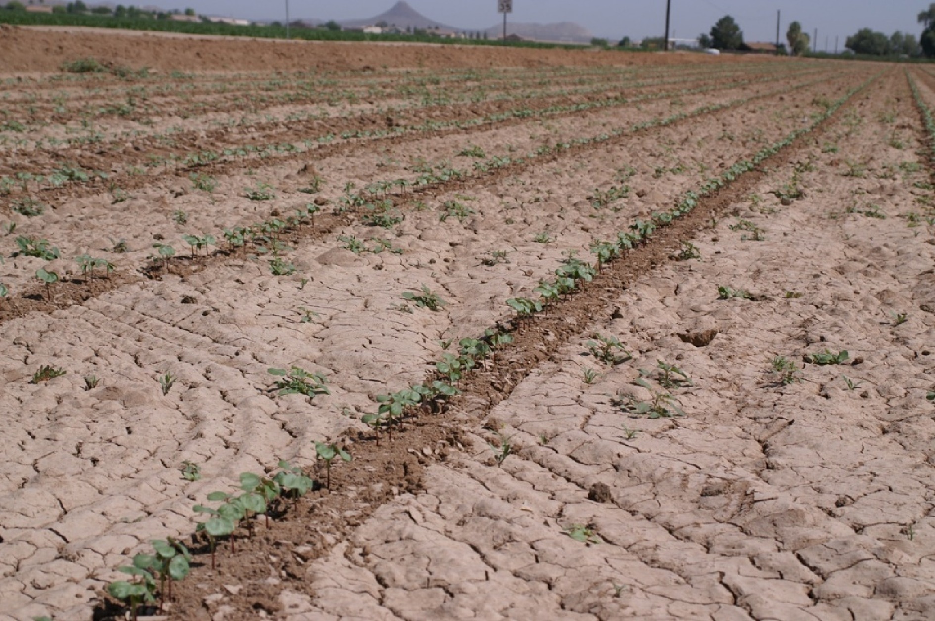 Technological advancements in cotton agronomy a review and prospects