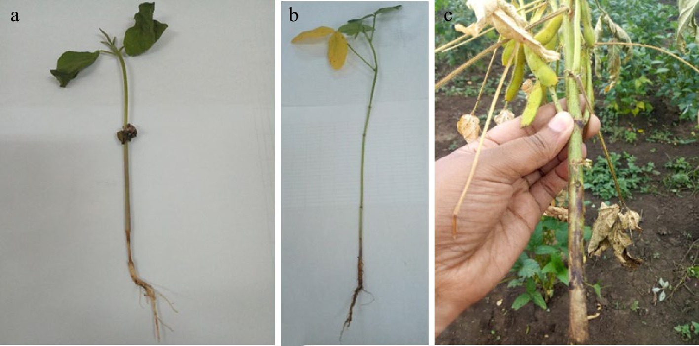 Evaluating Rhizobium and Bradyrhizobium species as potential biocontrol ...