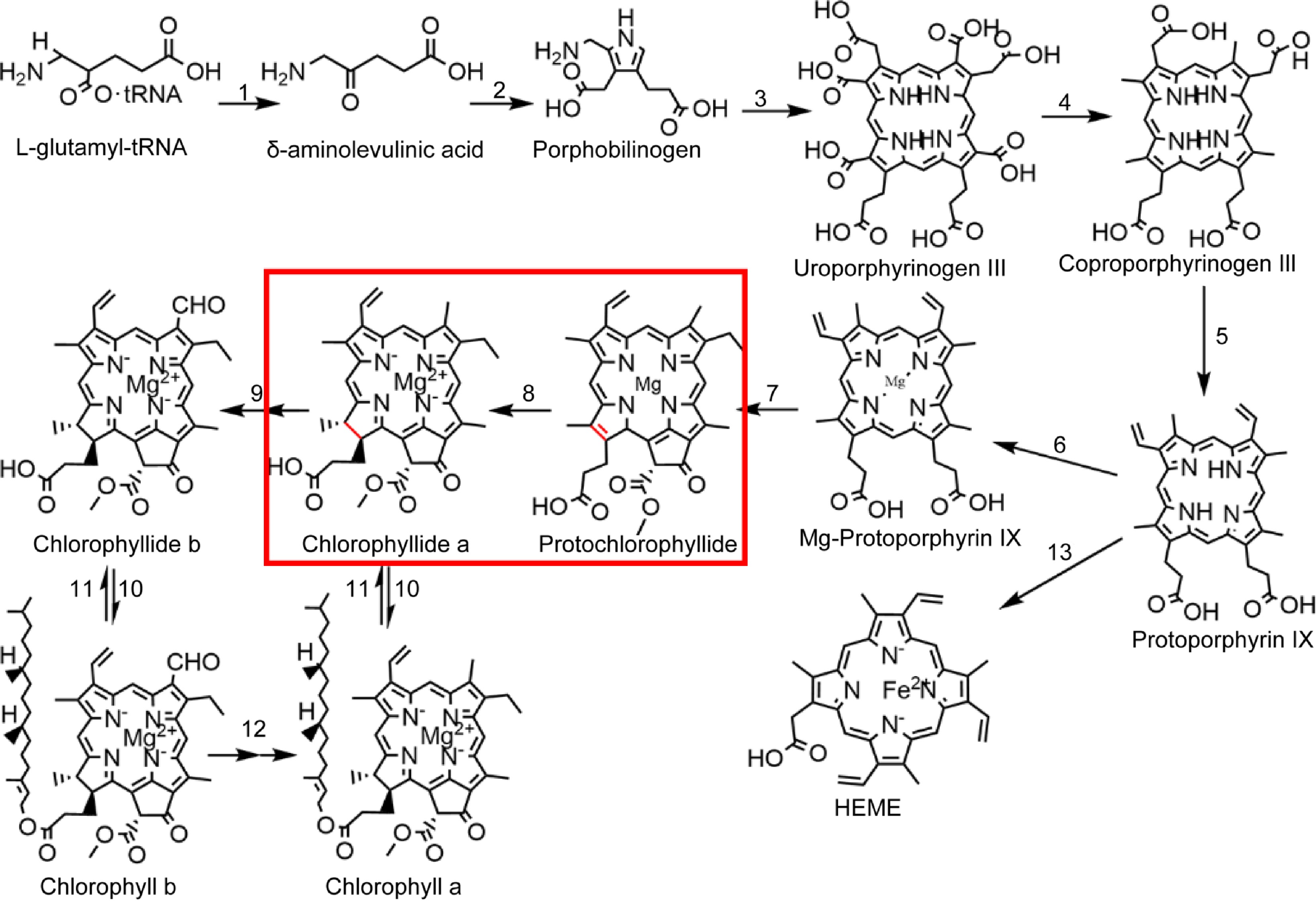 Regulatory mechanism of a light-dependent protochlorophyllide ...