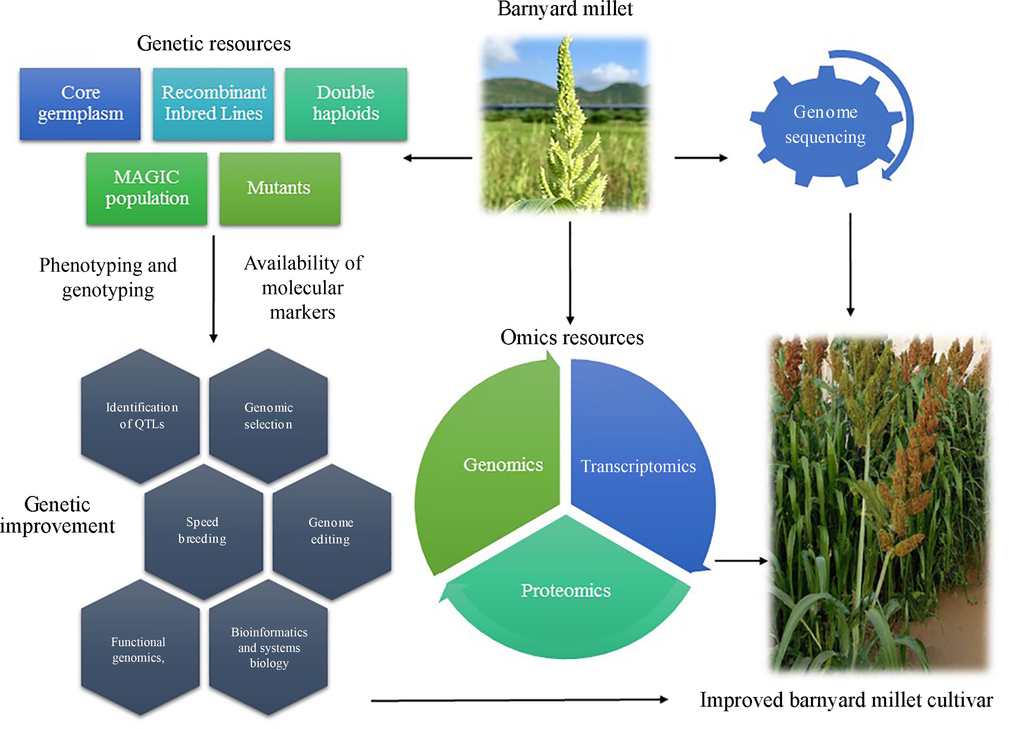 Genetic improvement of barnyard millet ( Echinochloa esculenta ...