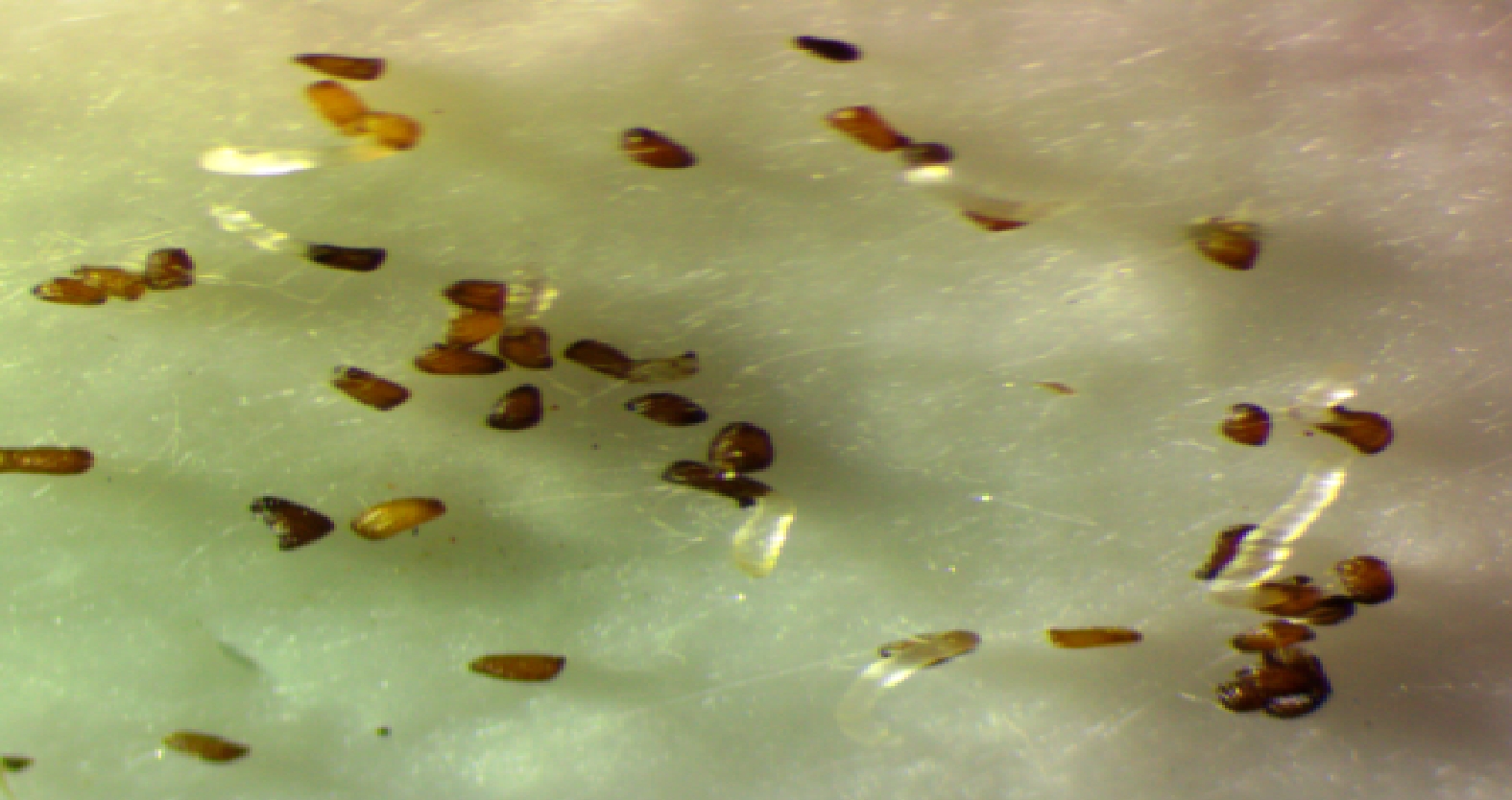 Screening and identification of potential Striga [ Striga hermonthica ...