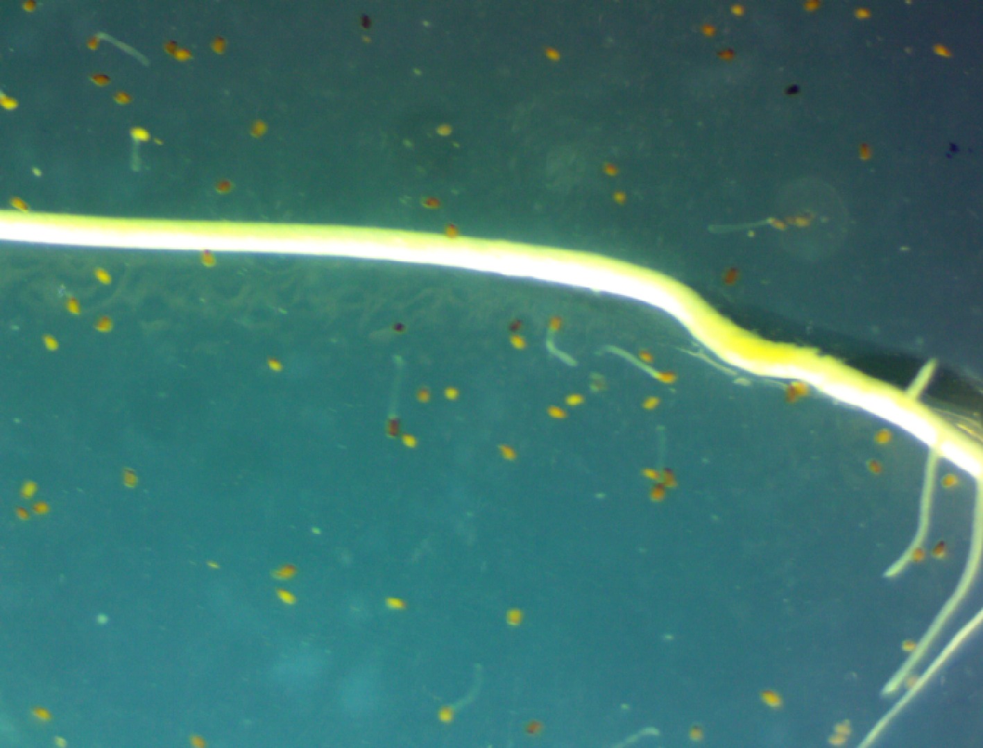 Screening and identification of potential Striga [ Striga hermonthica ...