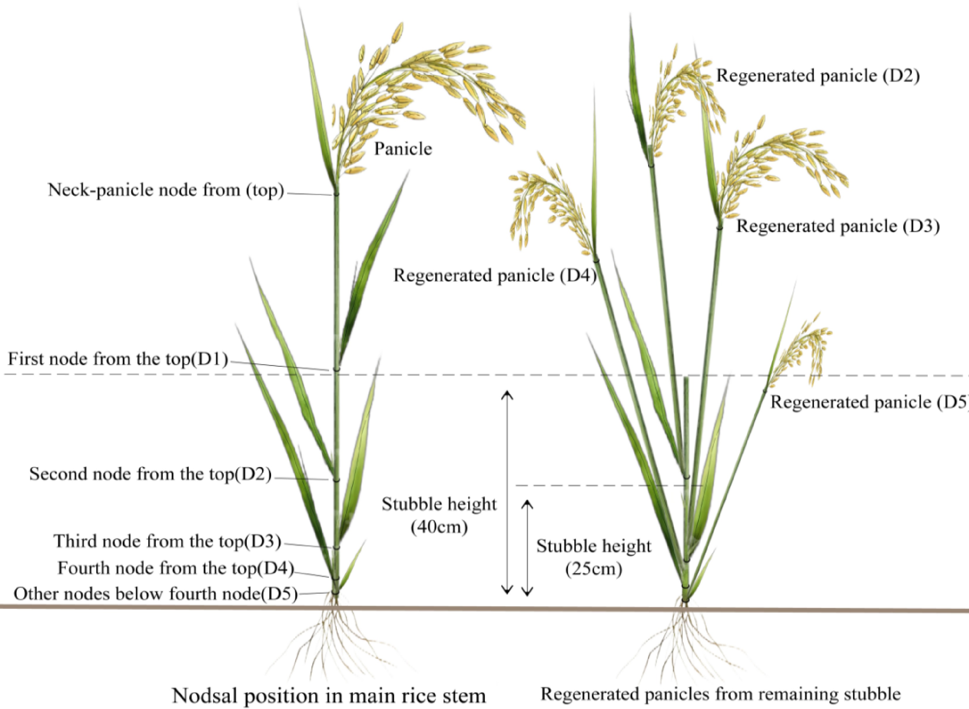 Studies and prospectives of mechanically harvested ratooning rice in China