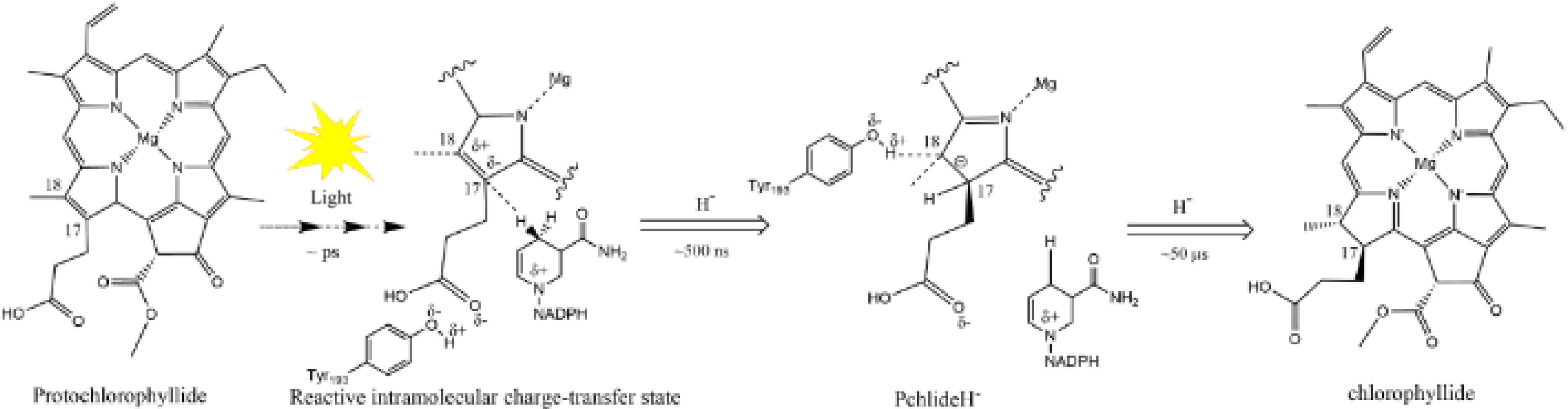 Regulatory mechanism of a light-dependent protochlorophyllide ...