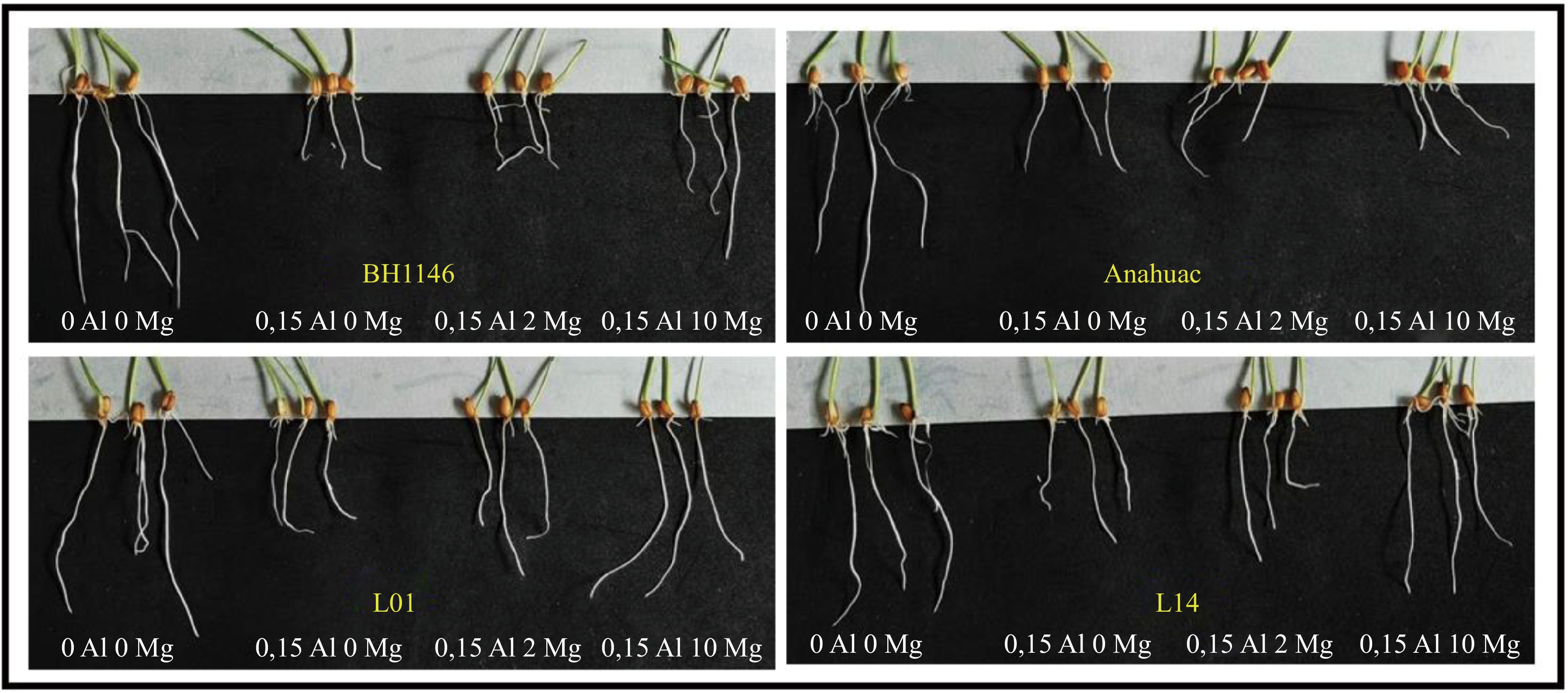 Magnesium alleviates aluminum toxicity in wheat and maize seedlings