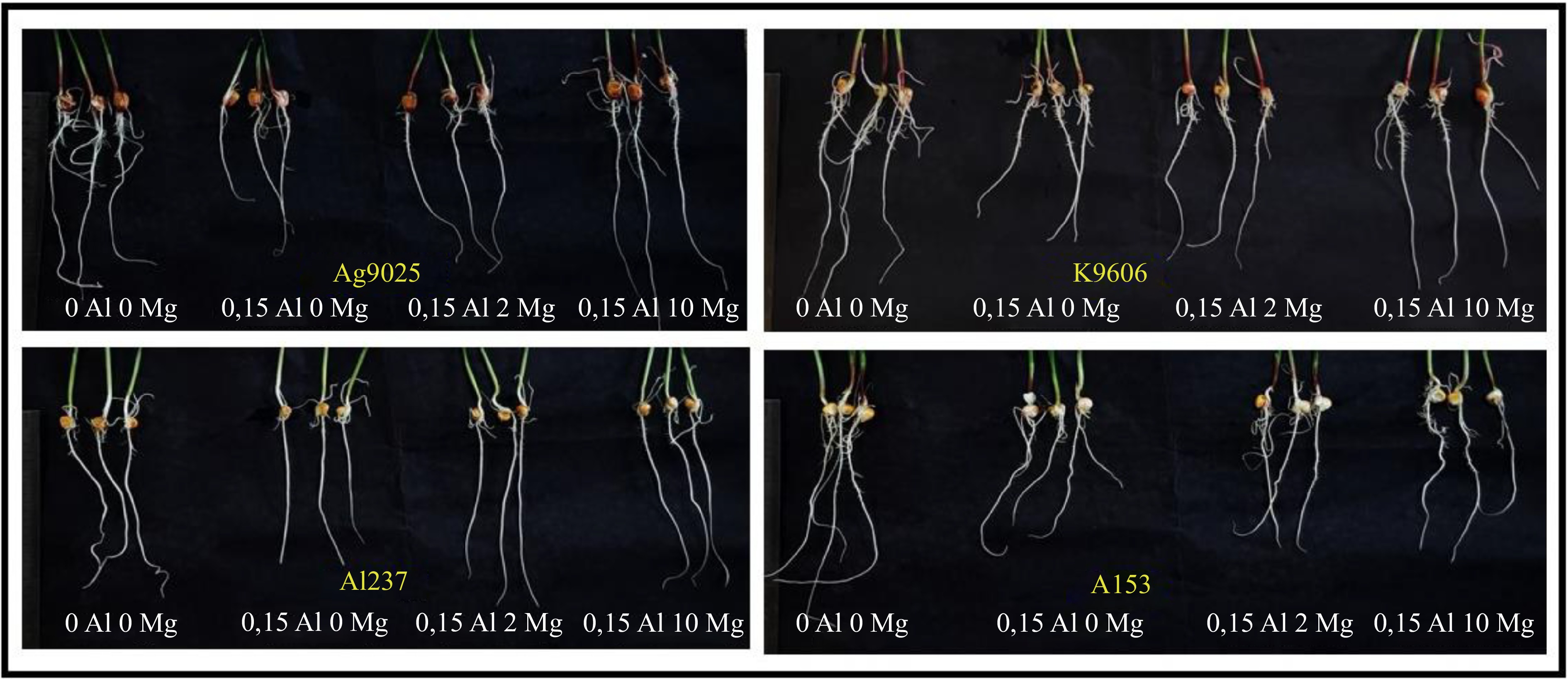 Magnesium alleviates aluminum toxicity in wheat and maize seedlings
