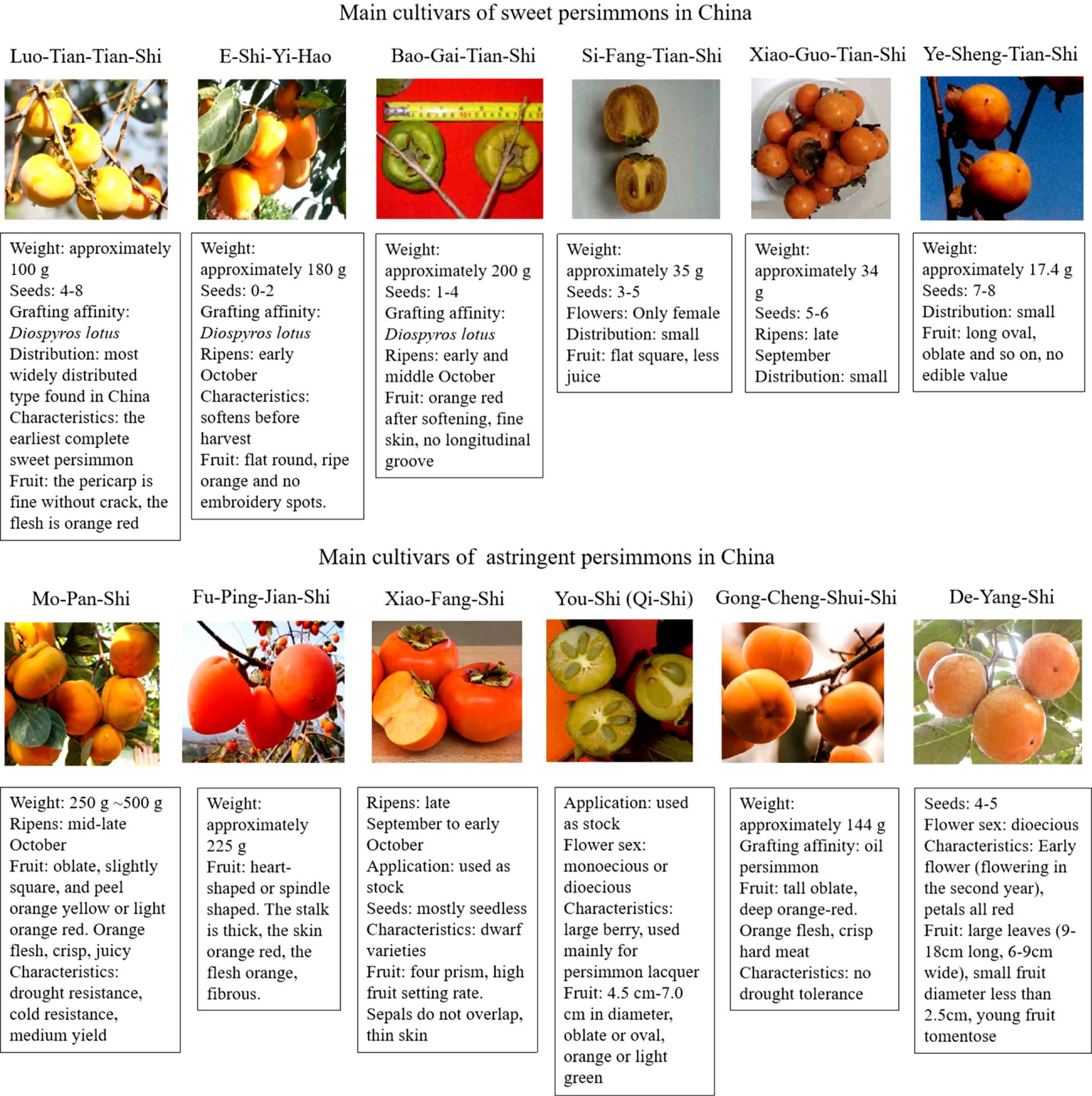 Current status and perspective of persimmon research in China
