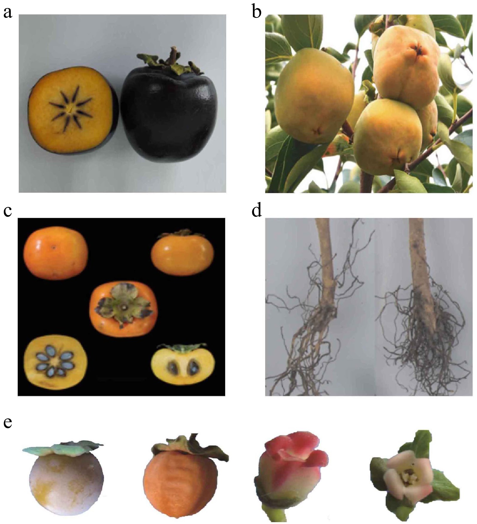 Current status and perspective of persimmon research in China