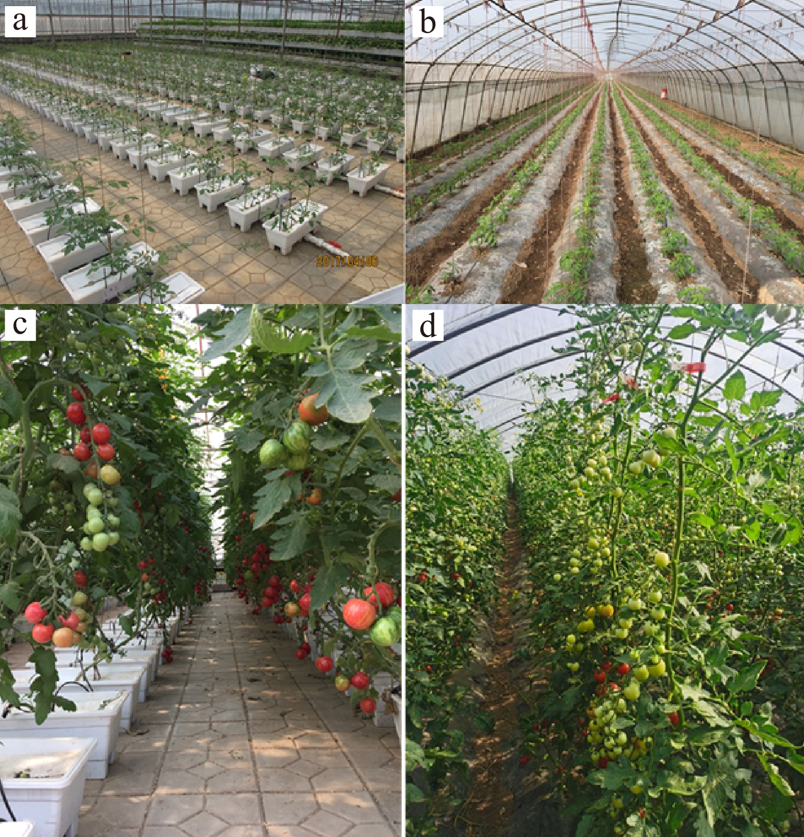 Impact of nutrient solutions under inorganic substrate soilless ...