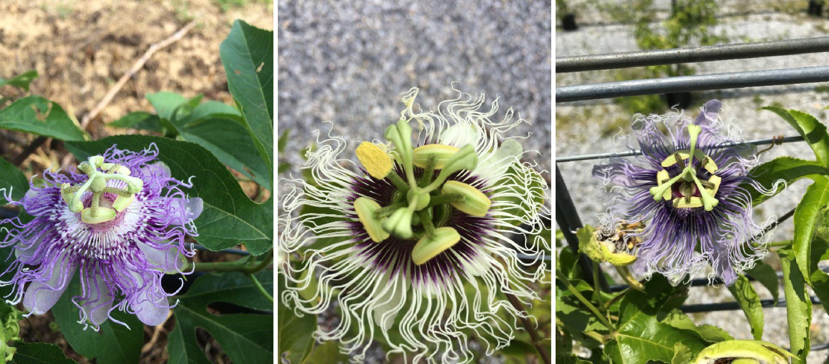Challenges in breeding and selecting Passiflora edulis f. flavicarpa × ...